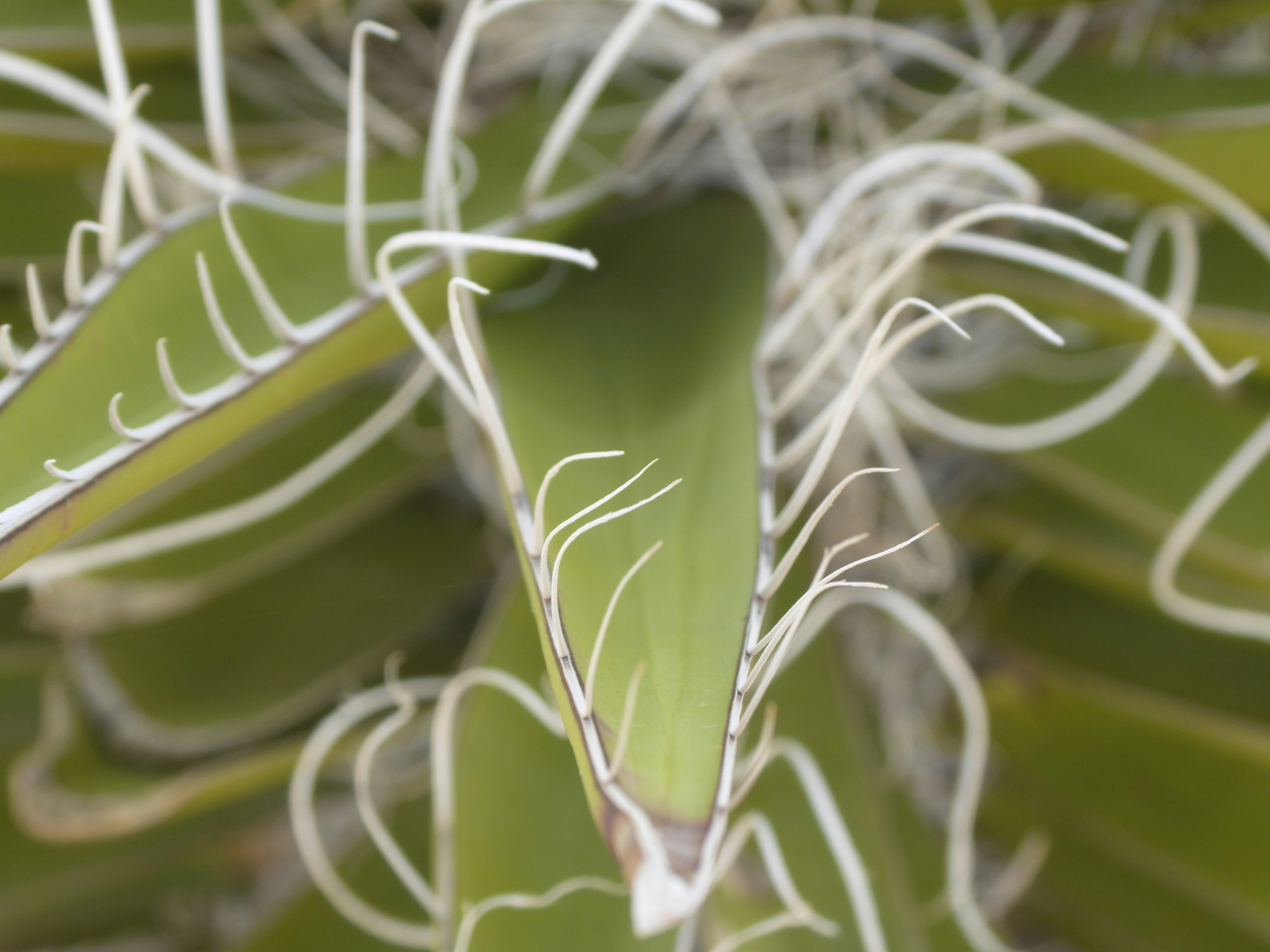 Curled Whispers: A Flame-Handled Aloe in Focus