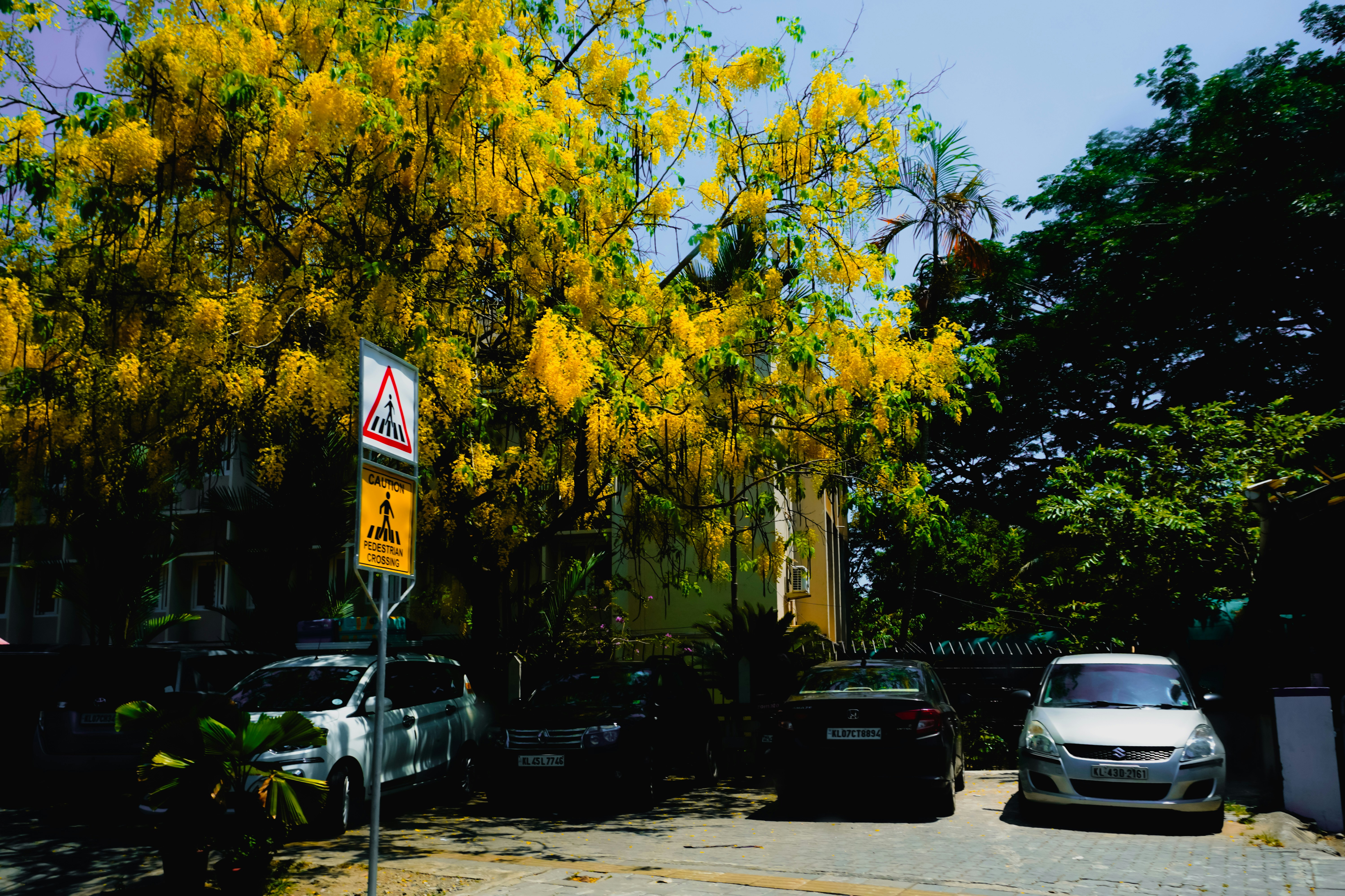 Sunlit yellow flowering trees over a quiet parking area