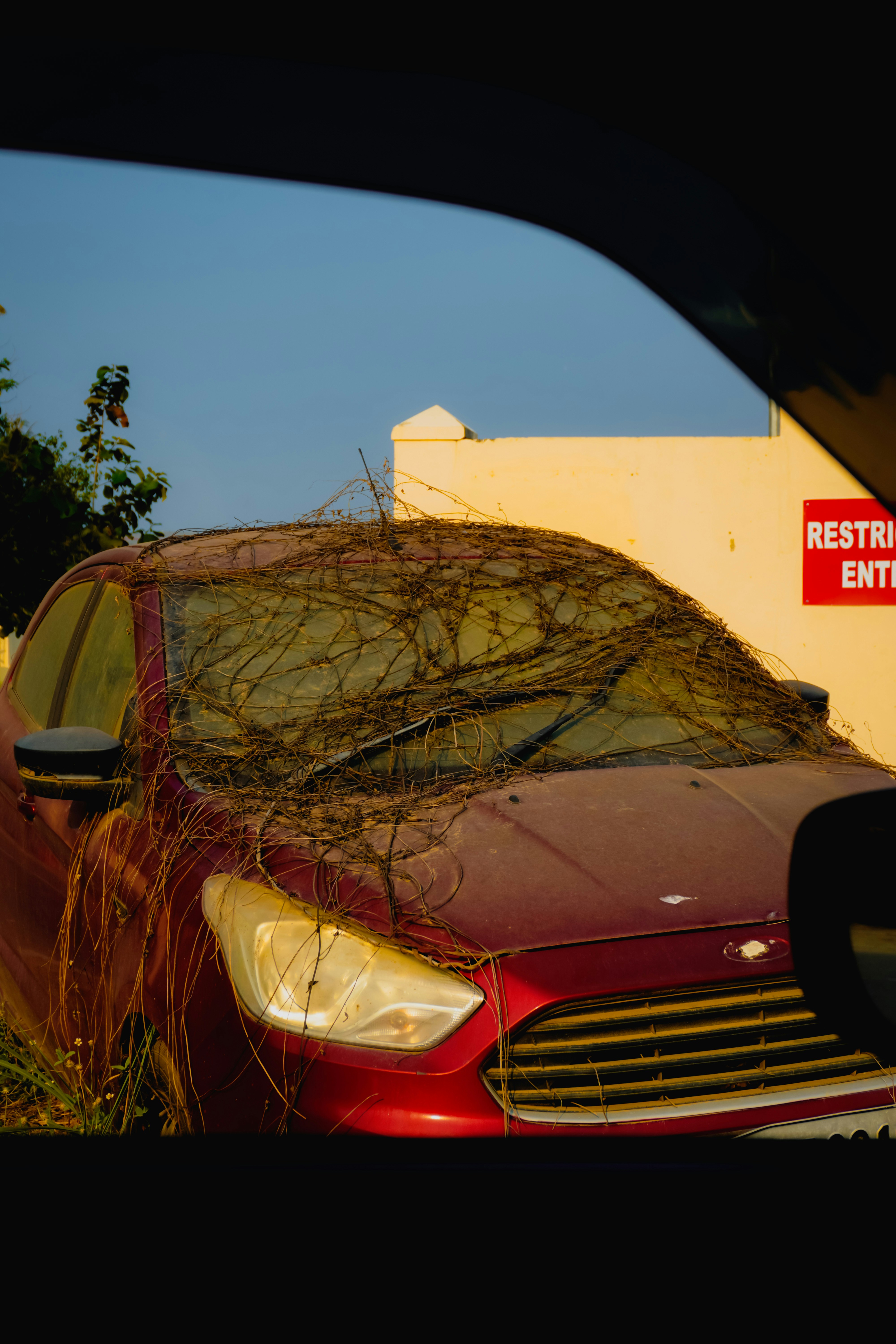 Sunlit Regrowth: A Red Truck Entangled in Vines Beneath an Open Sky
