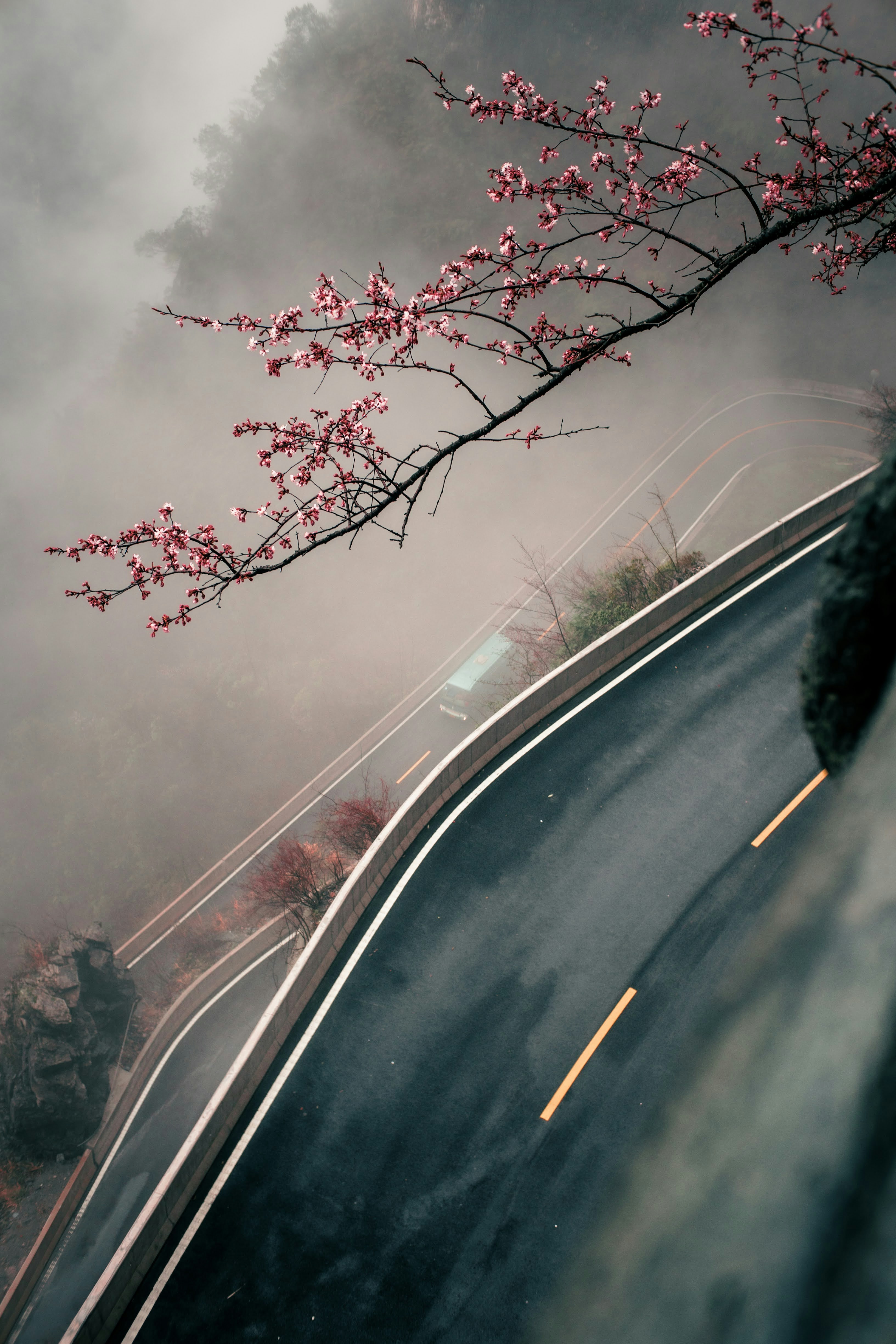 Cherry Blossom Overpass: A Curved Road Through Mist