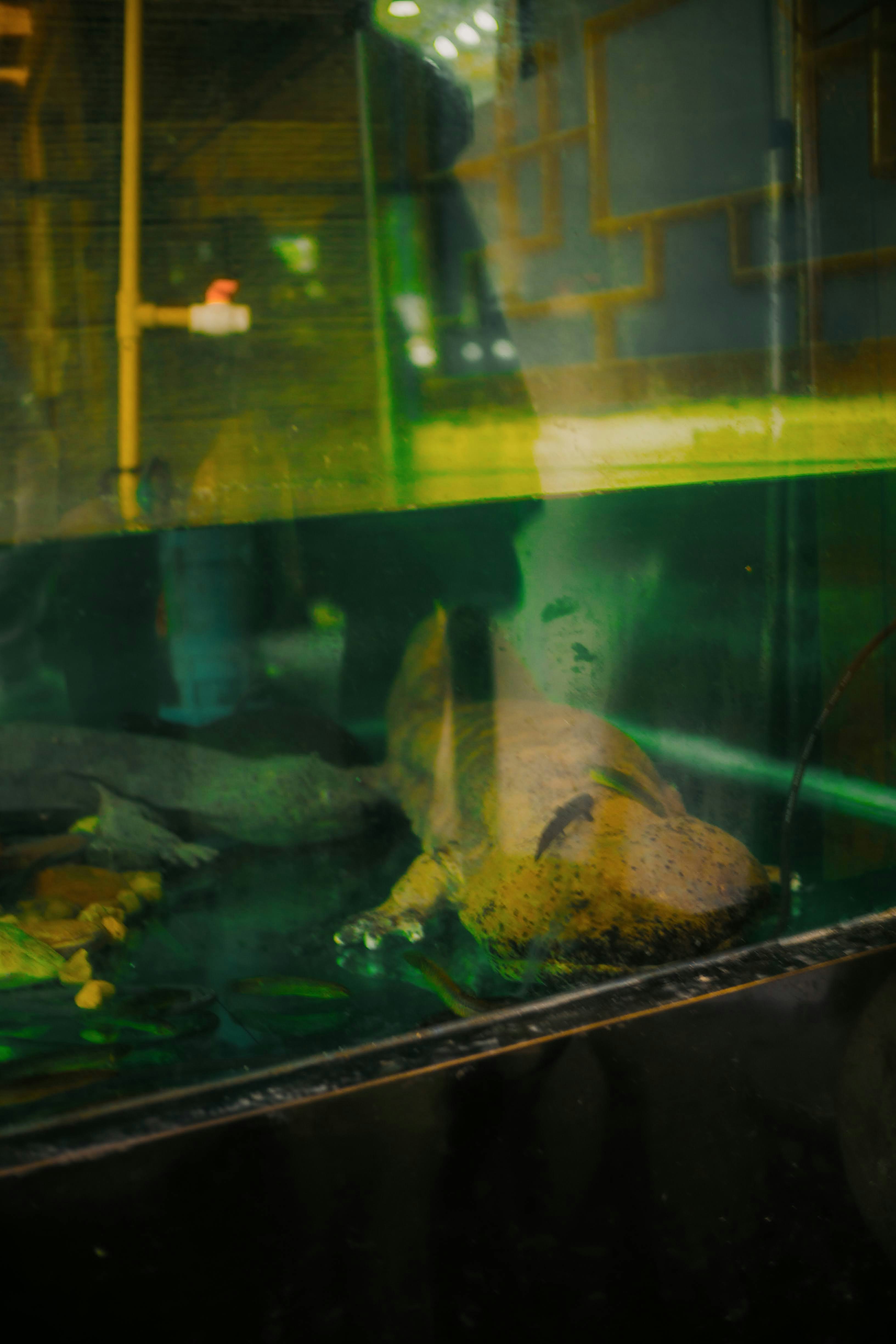 Underwater Exhibit Shadow: A Quiet Moment with a Gentle Giant