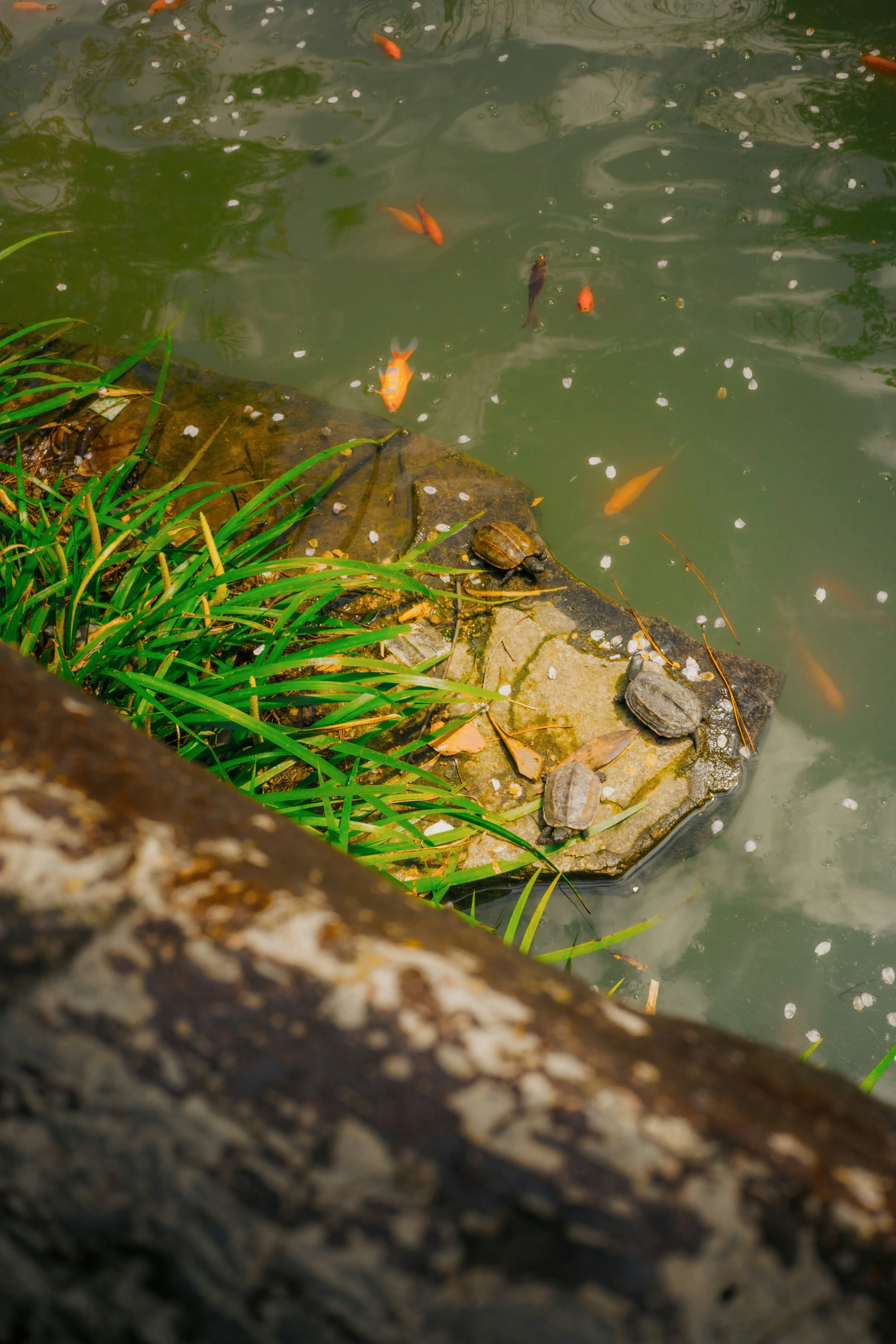 Koi at the Edge: Green Lagoon and Stones