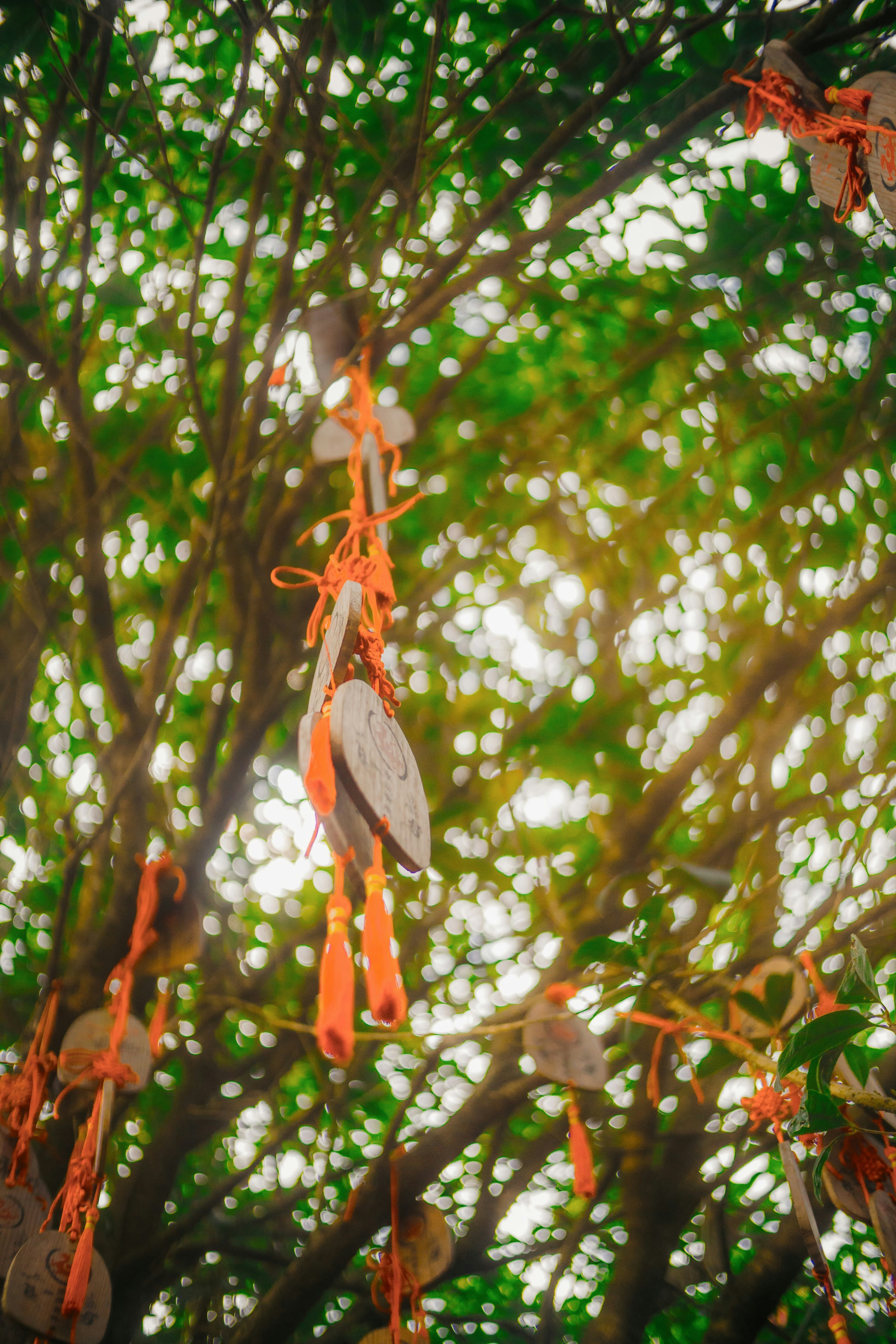 Verdant Courtyard Charms: Orange Ribbons and Timber Tokens Dangling from Branches
