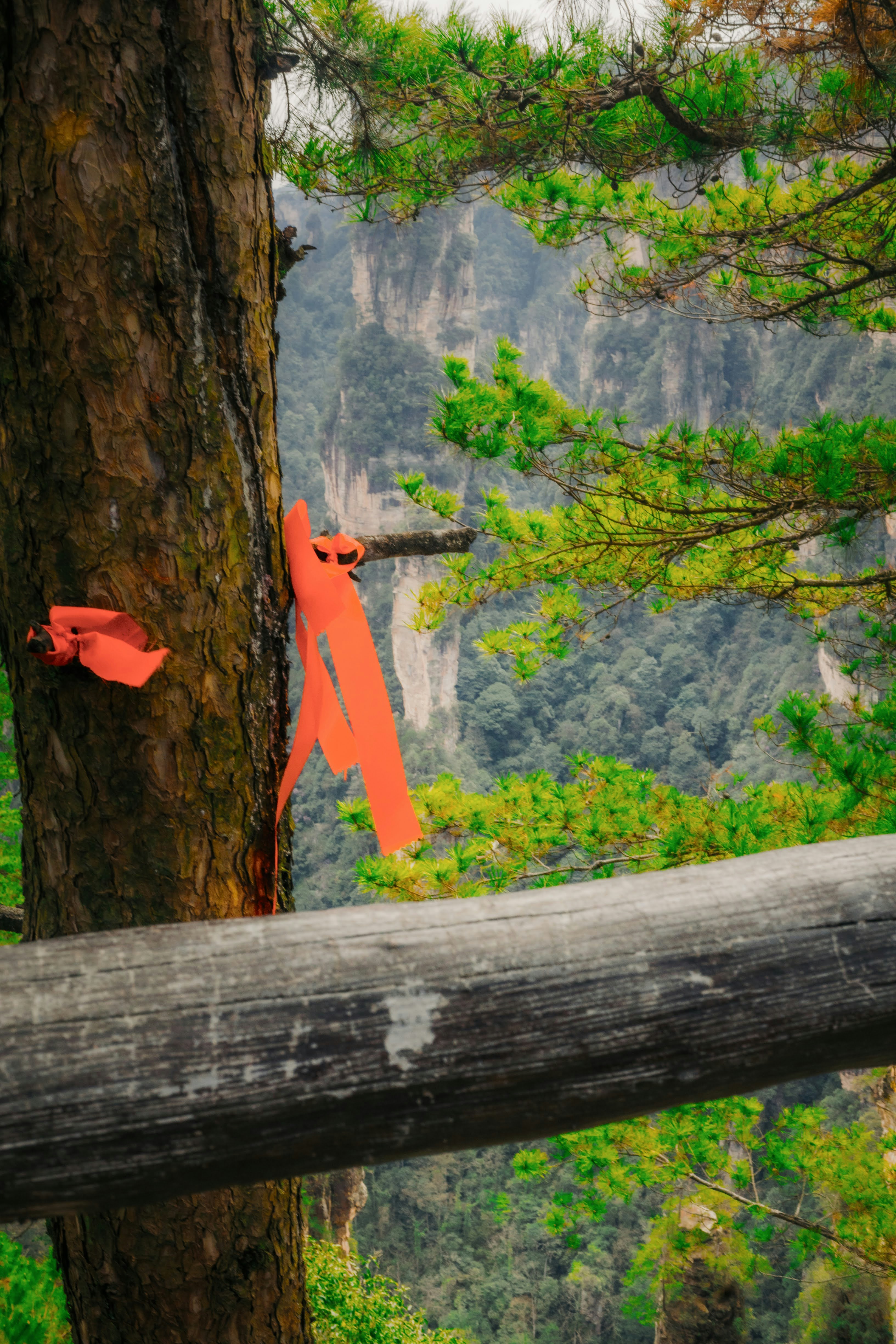 Red Ribbon on Pine: A Narrow View into a Terraced Cliffside