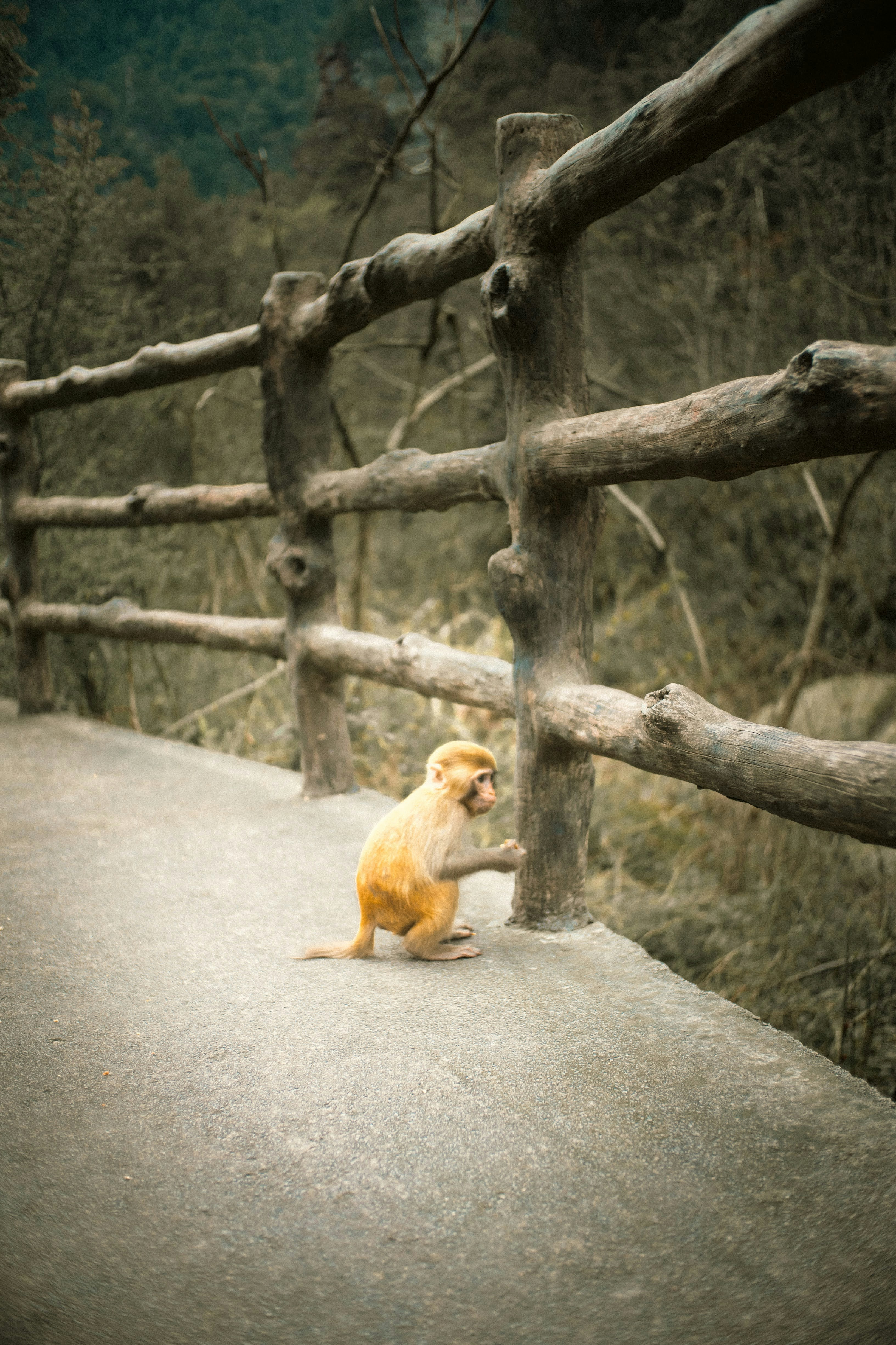 Curious Sambar on a Quiet Cliffside Path