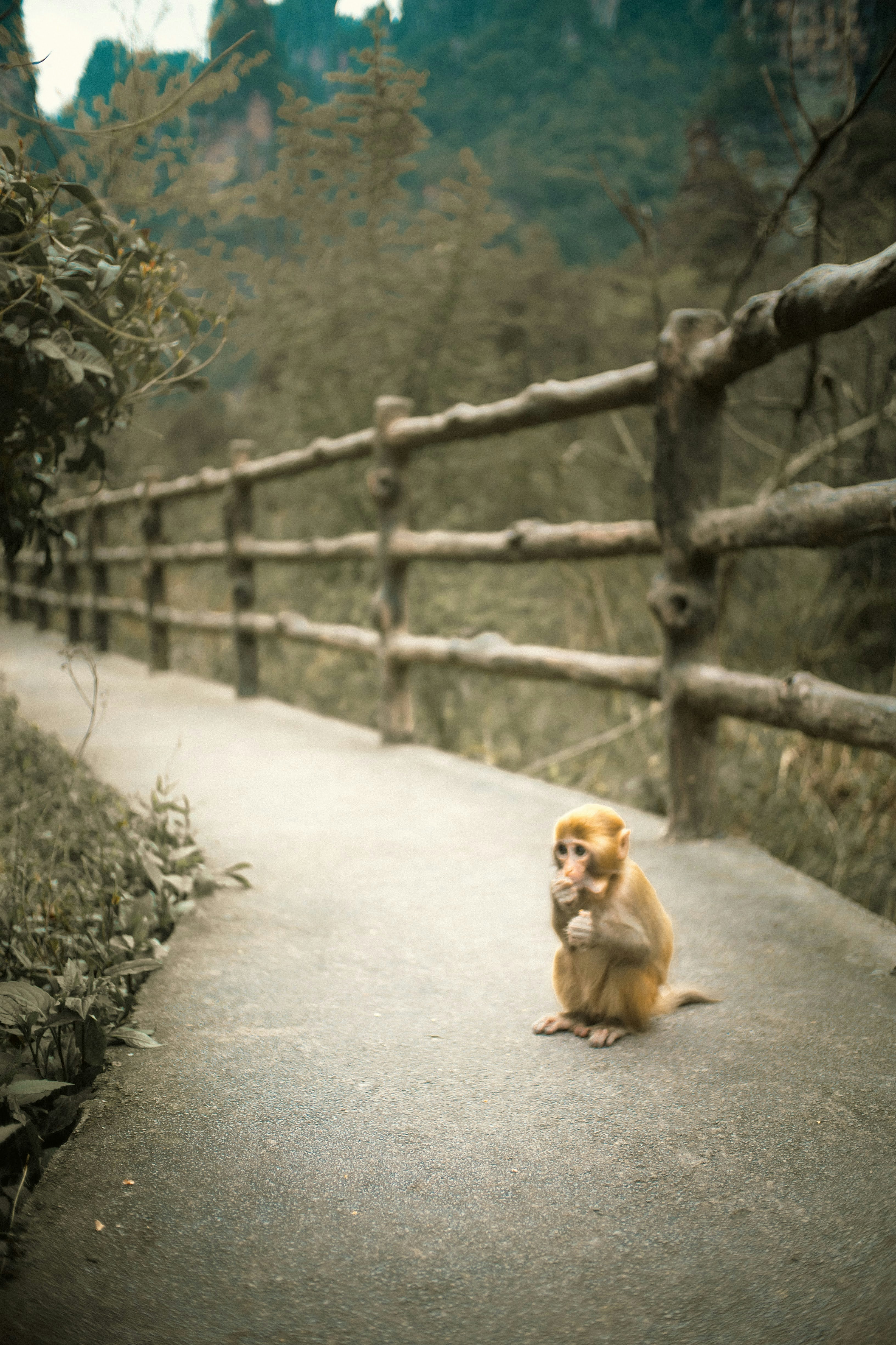 Small Ape on a Quiet Path: A Golden Moment Along the Fence