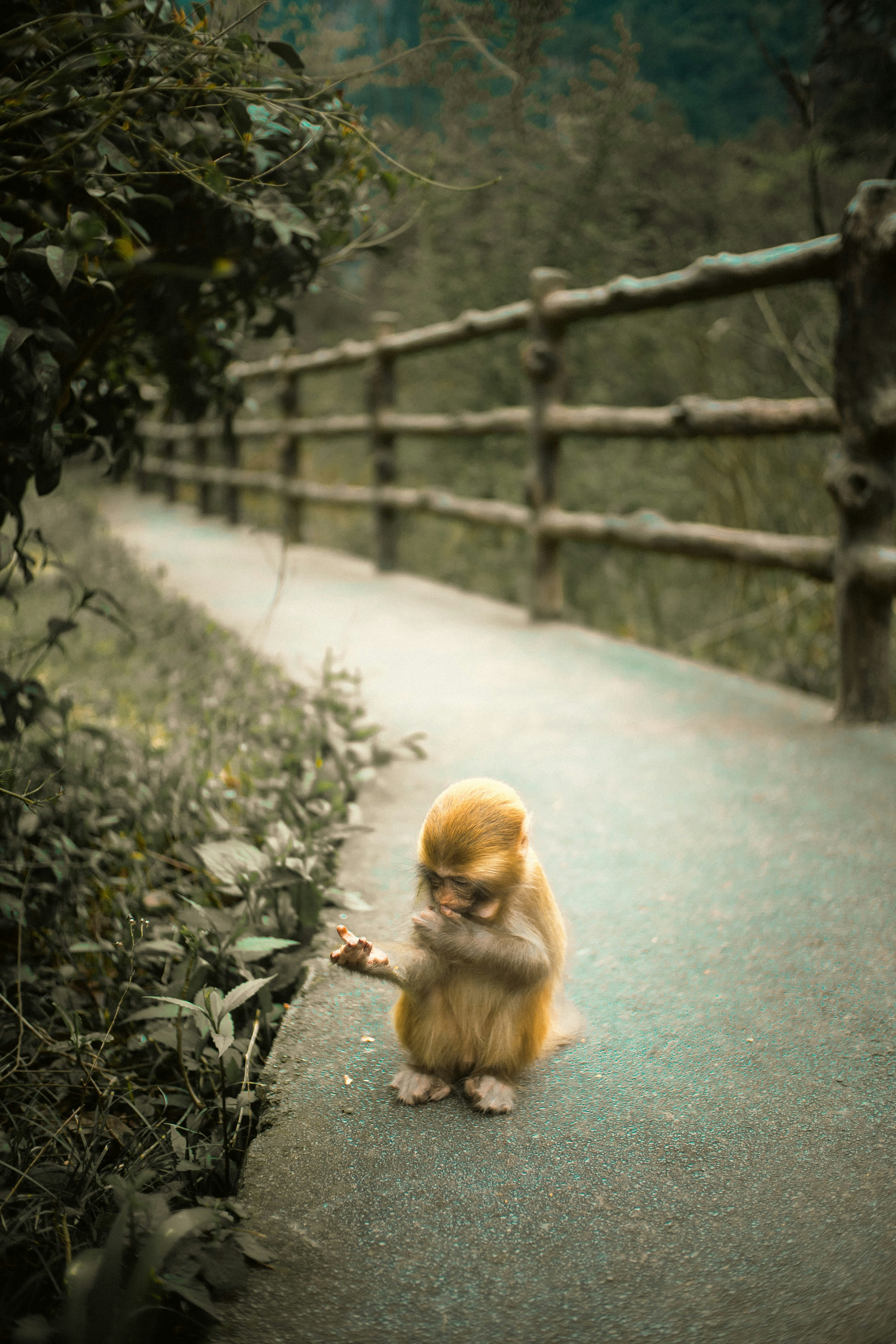 Golden Moment: A Curious Squirrel Monkeys with a Snack on a Quiet Path
