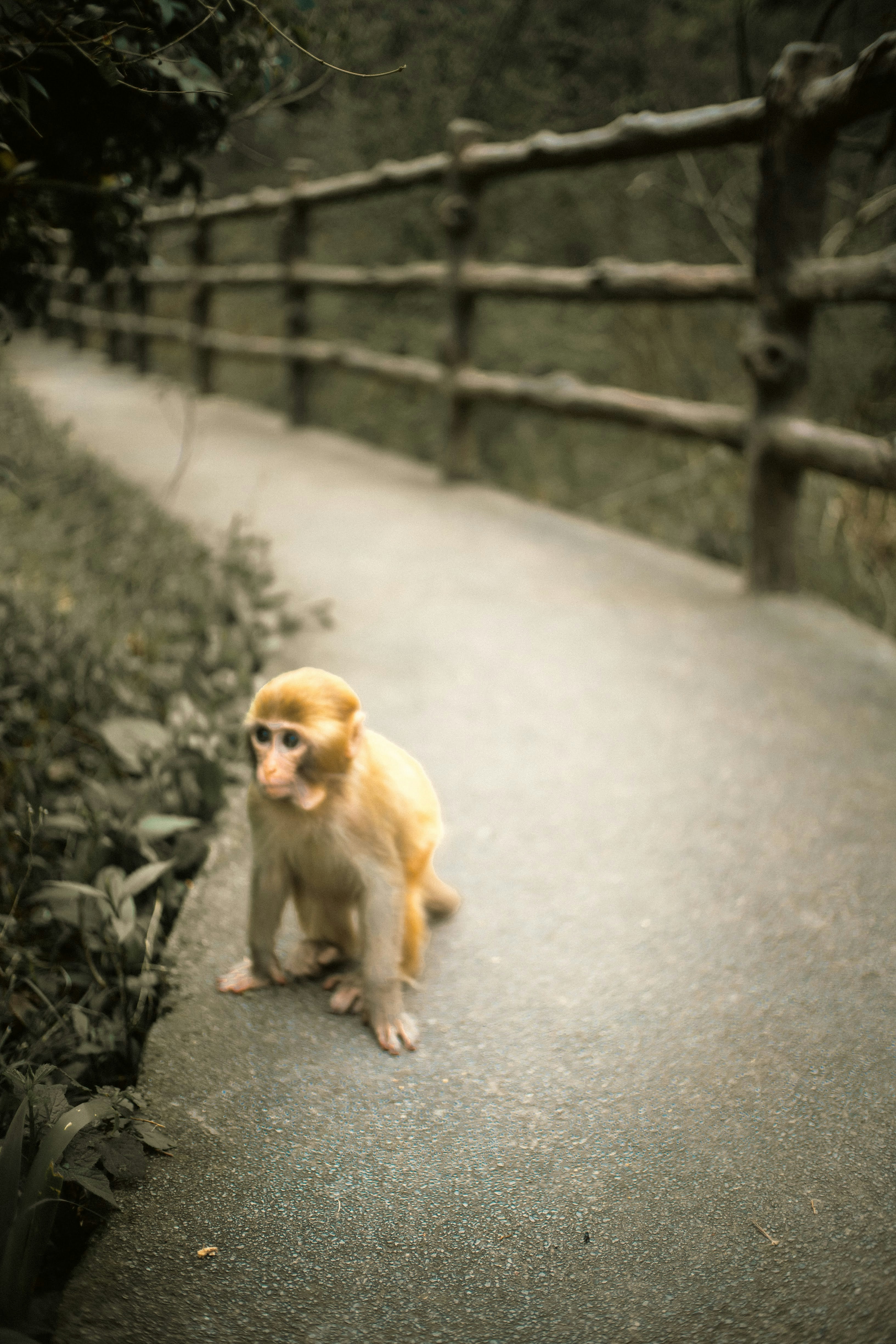 Curious Golden Monkey on a Quiet Path