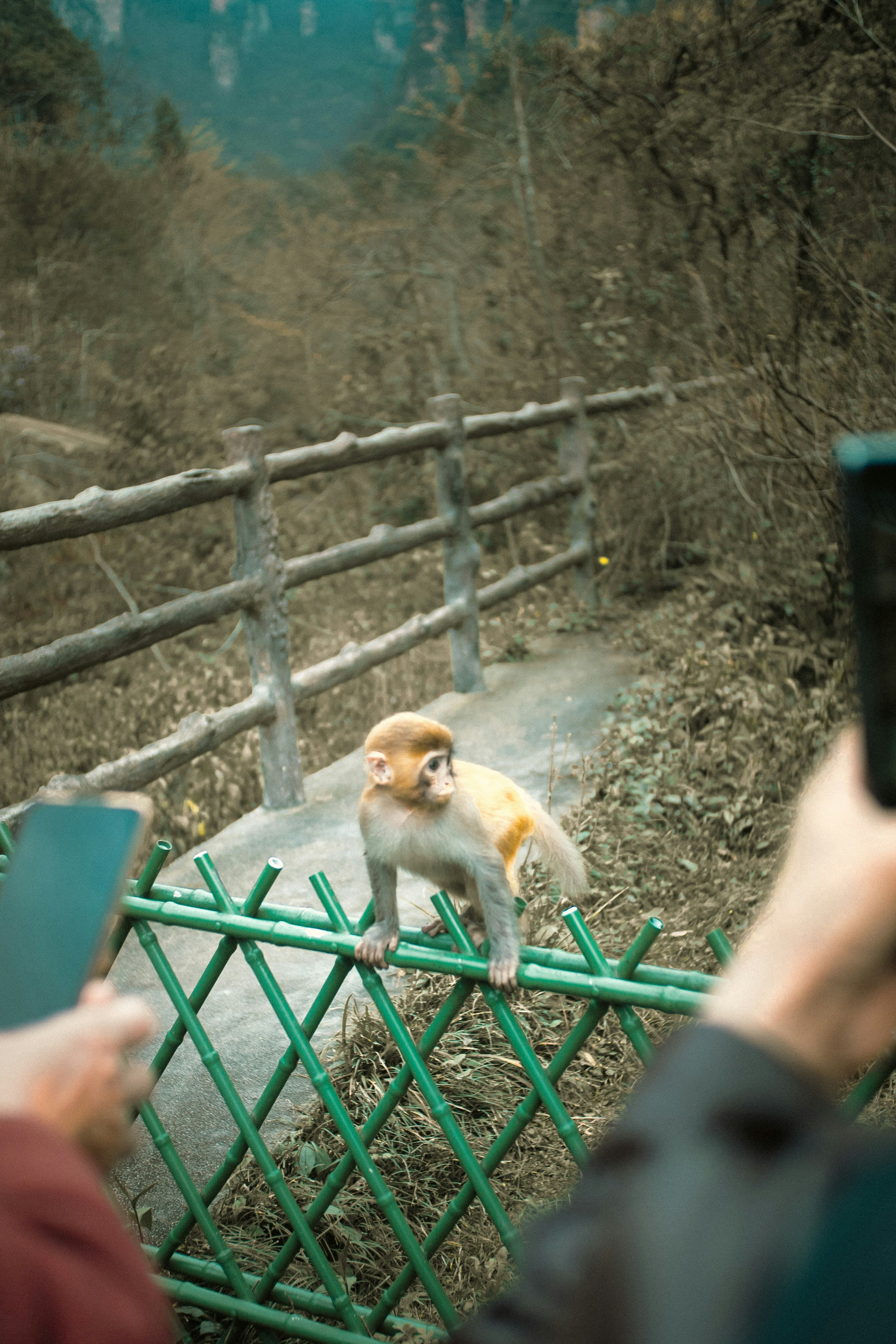 Curious Monkey Pauses on a Fence While a Pair of Hands Snap a Moment