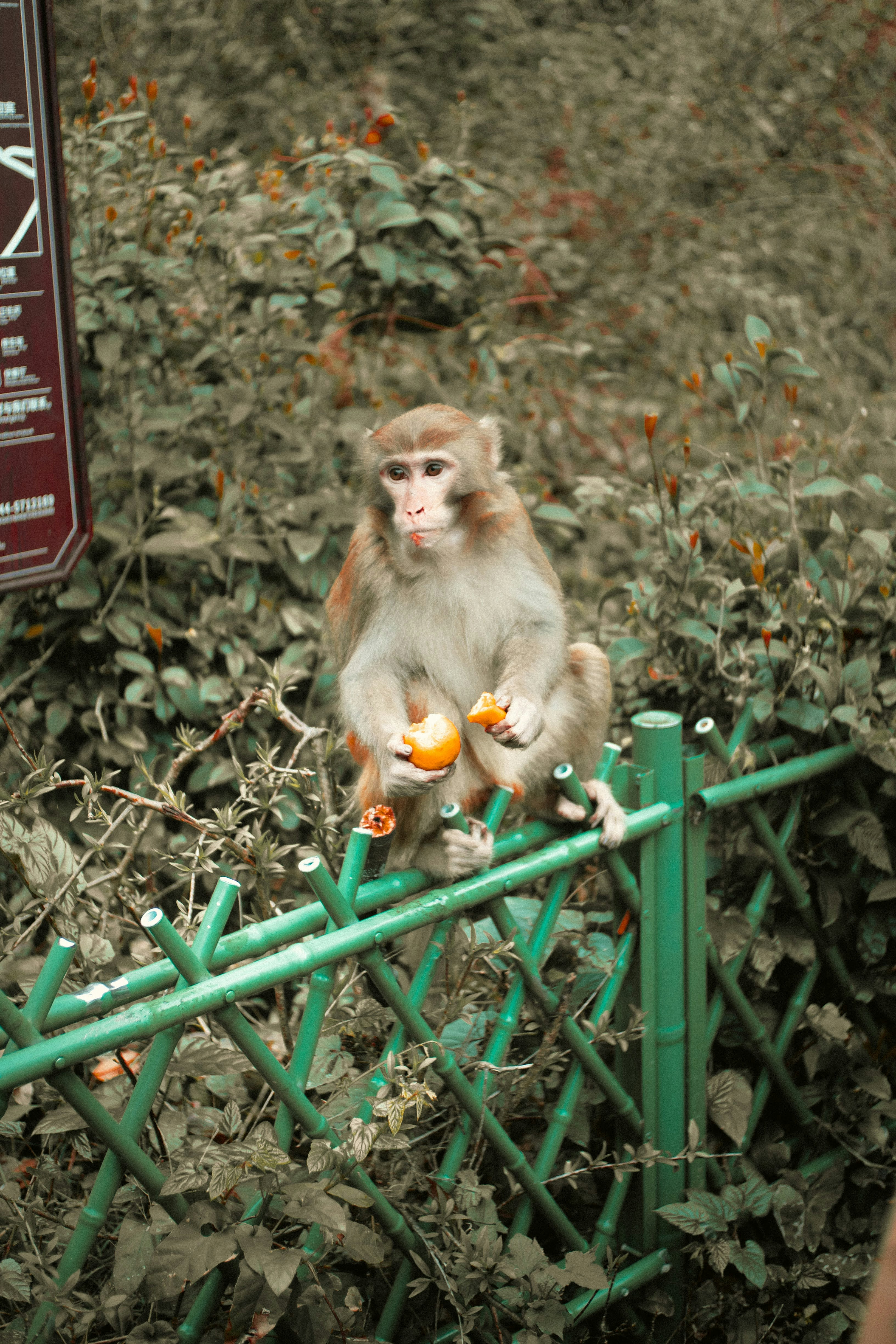 Monklet on a Green Lattice: A Curious Slice of City Flora