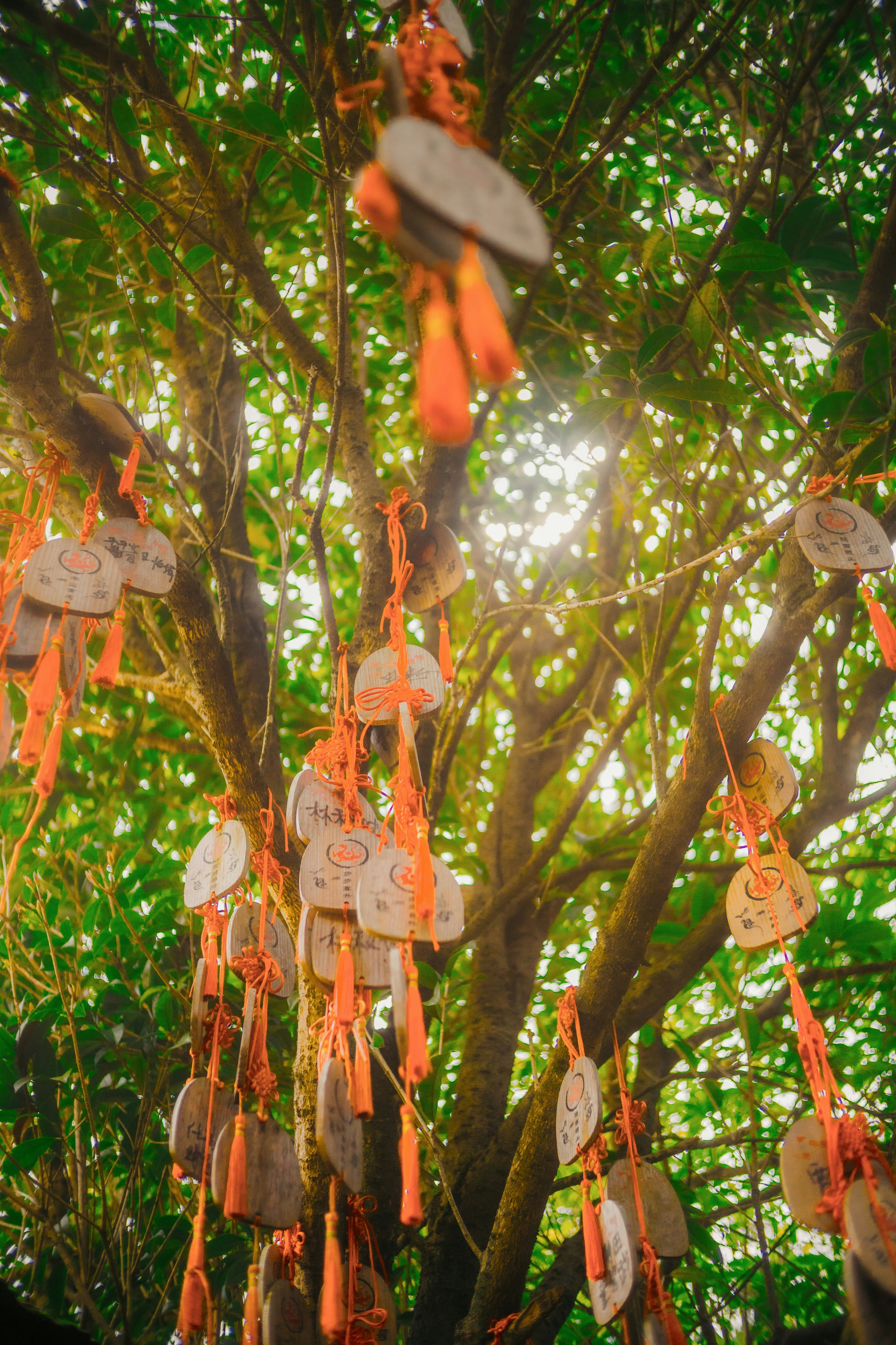 Pendant Wishes: Orange Ribbons Adorning a Sunlit Orchard Tree