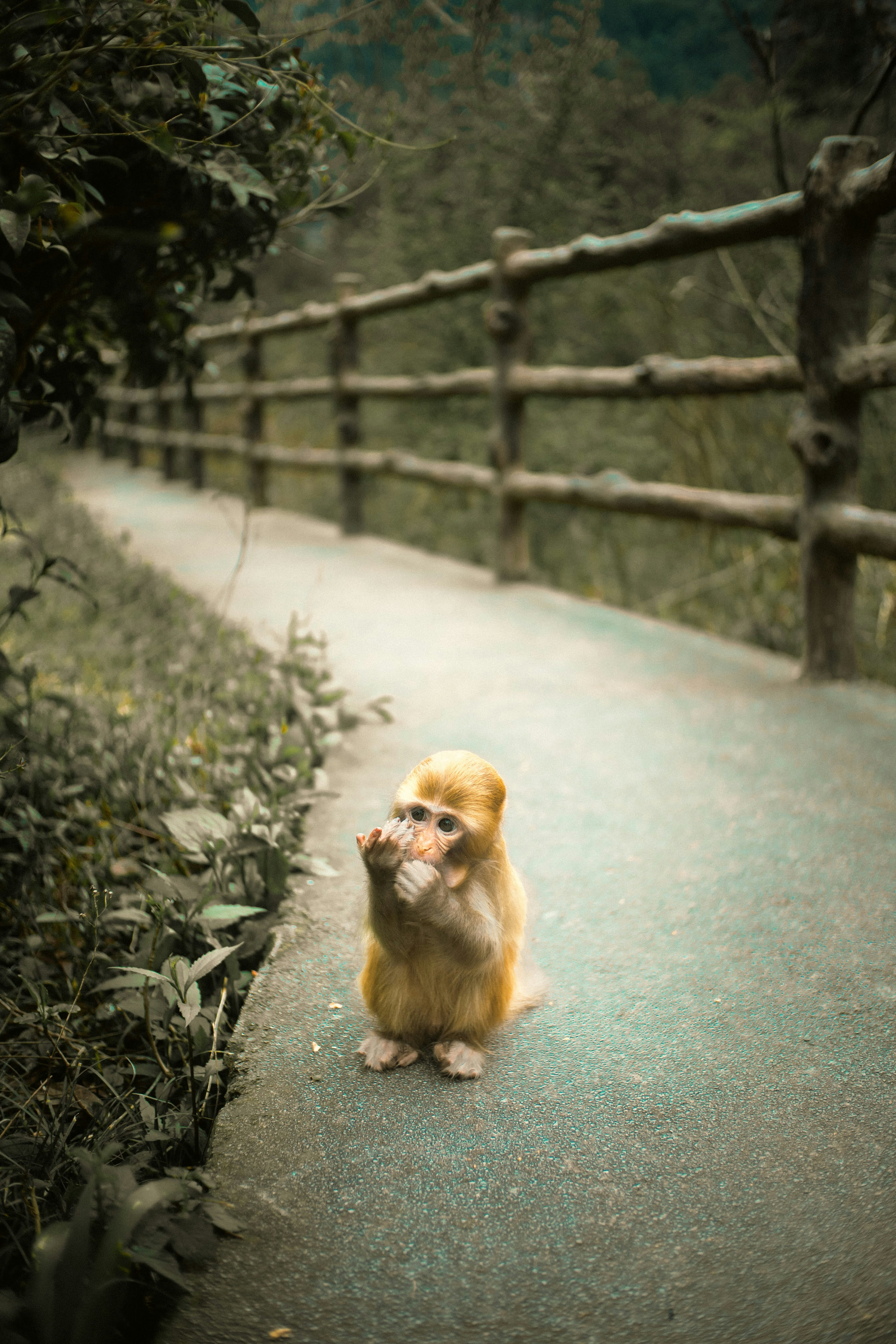 Curious Sprocket: A Golden Monkey on a Quiet Woodland Path