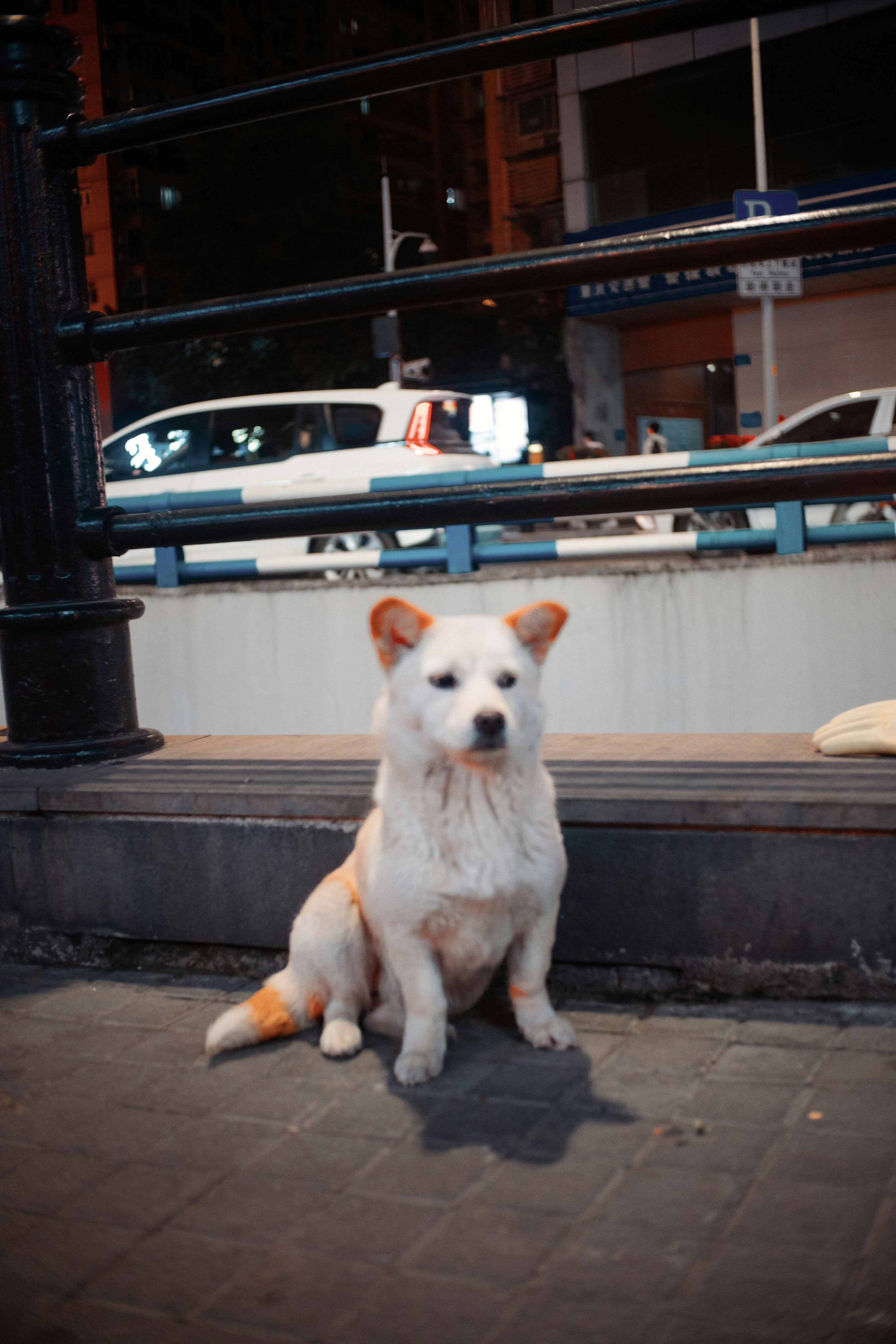 Curious White Terrier on a City Sidewalk