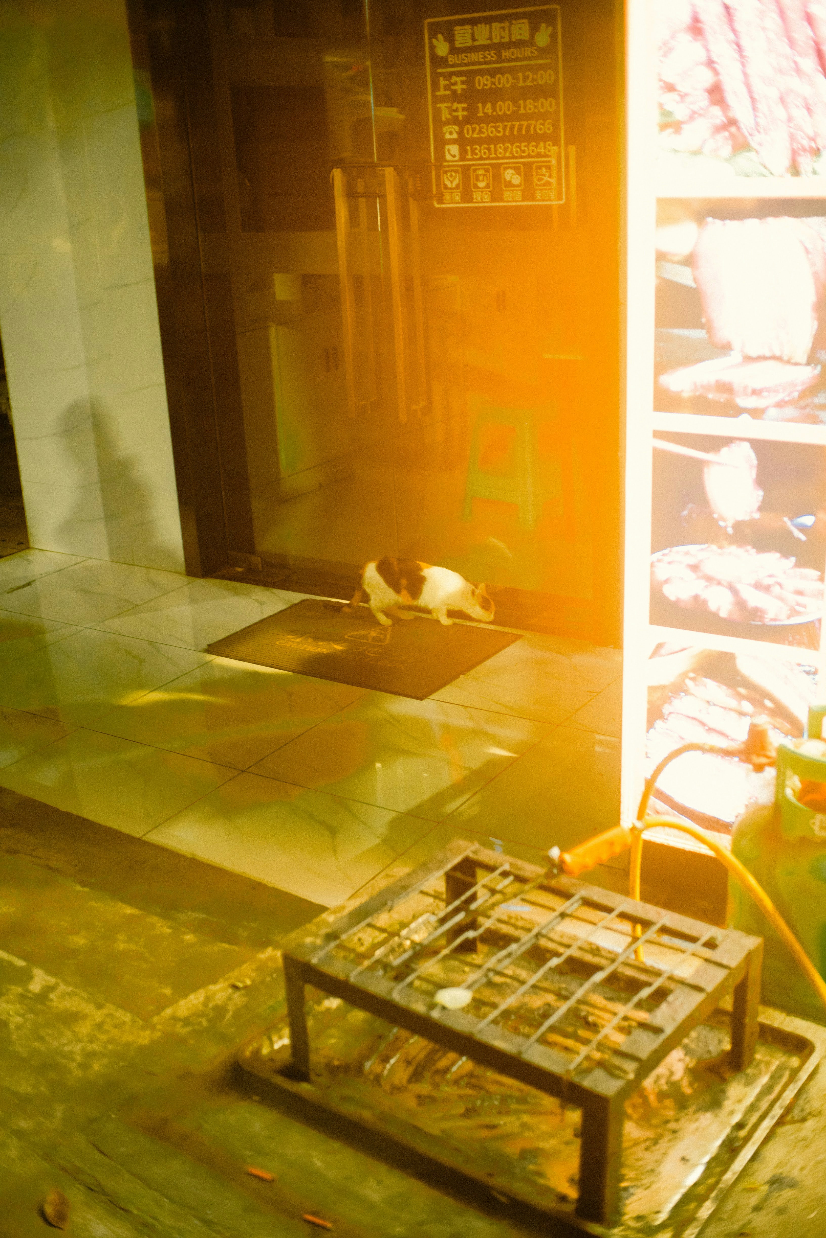 Warm Alley Light: A Cat Naps Near a Glowing Shopfront