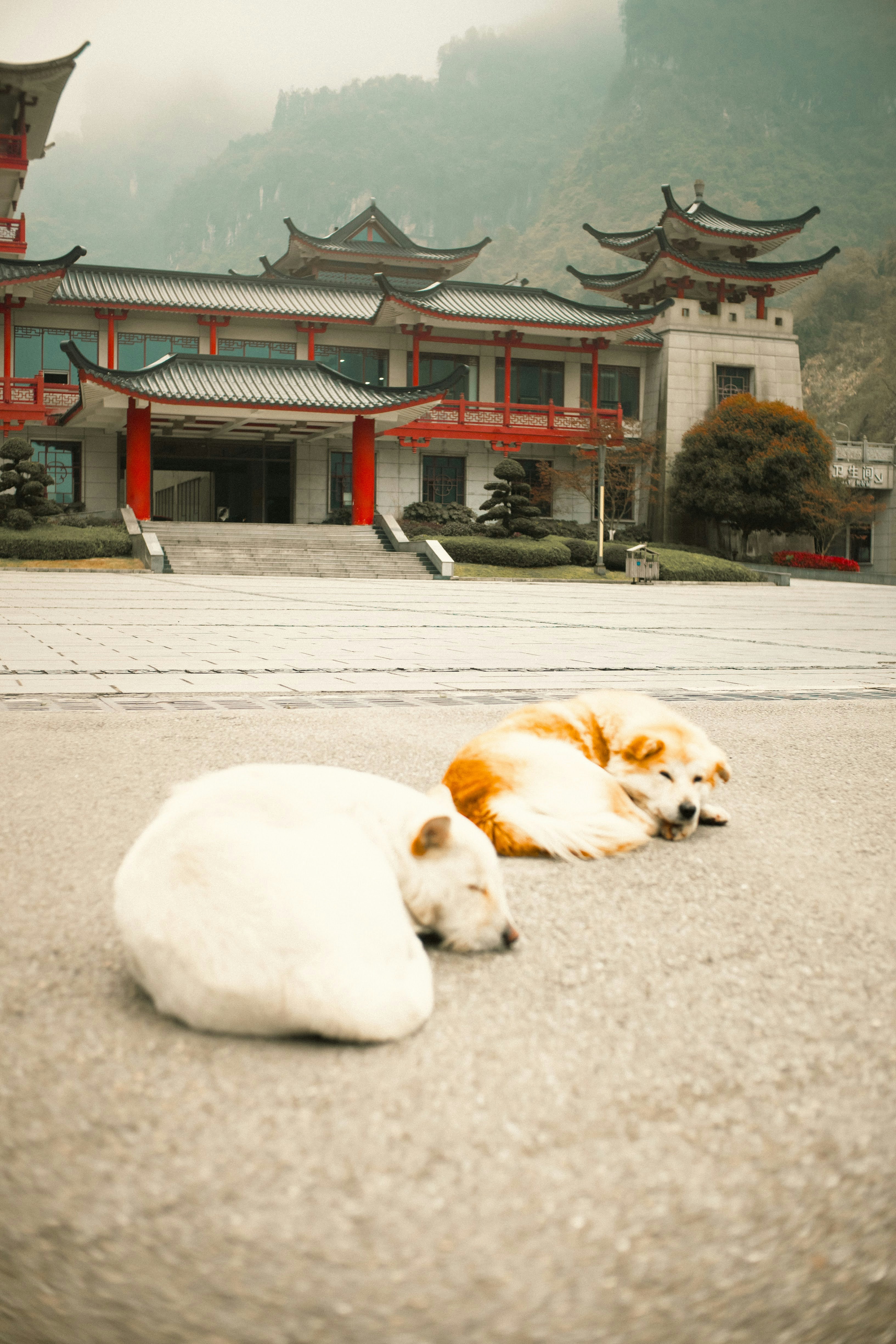 Peaceful Dormancy at a Temple Courtyard with resting Dogs
