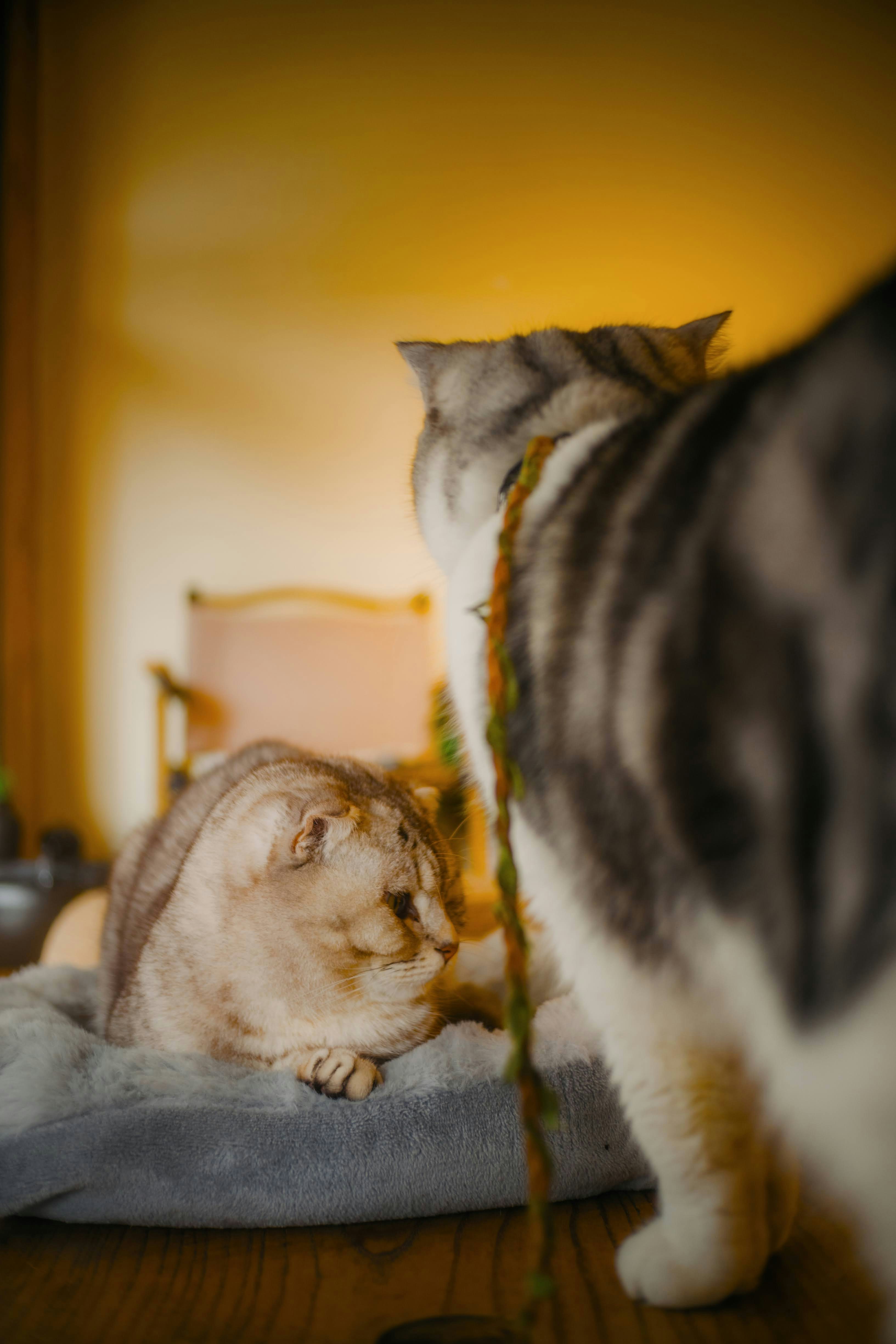 Whiskers and Whispers: A Quiet Moment Between Companions