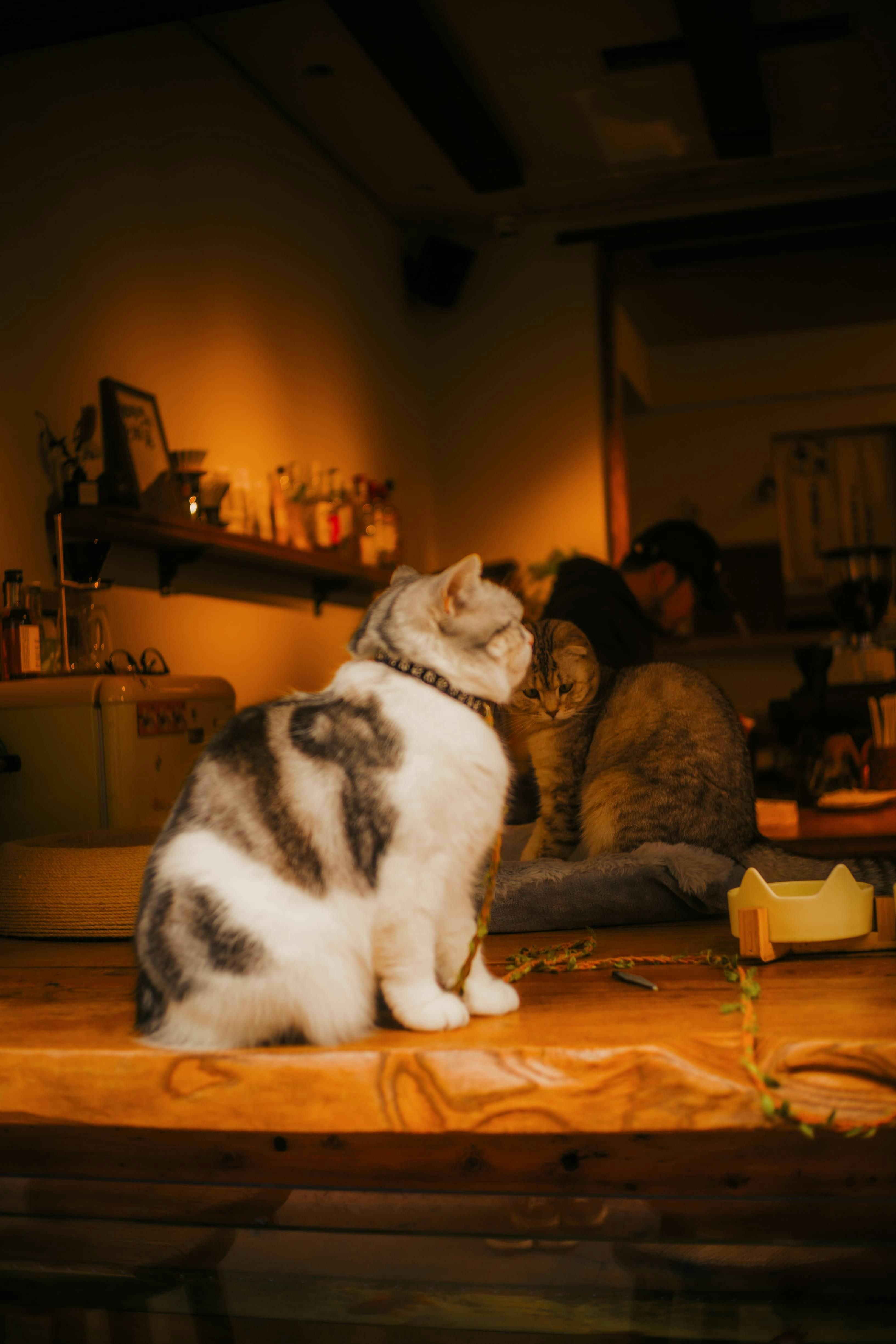 Amber Hour: A Calico Cat Guards a Quiet Studio