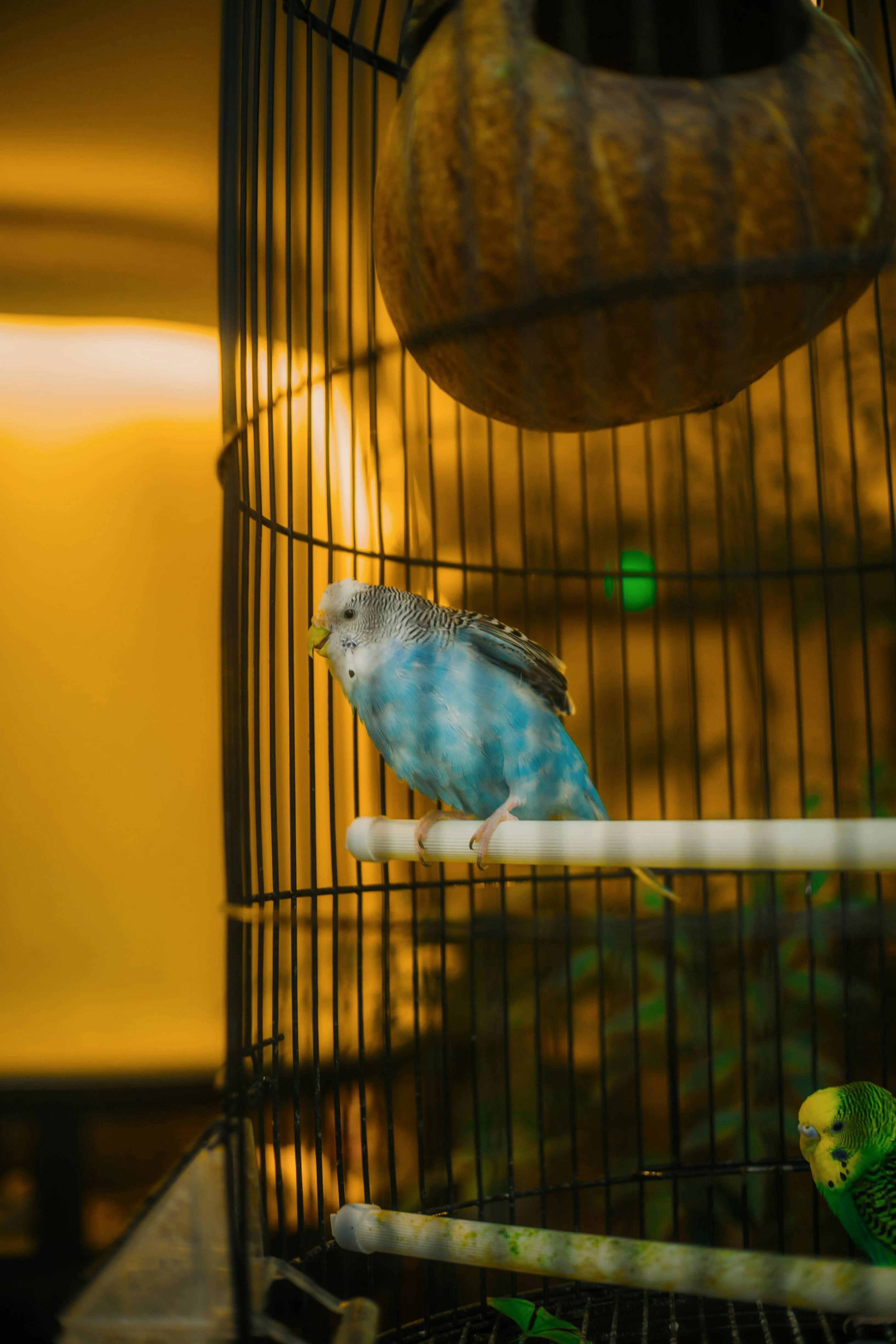 Blue Budgie in Cage at Warm Evening Light