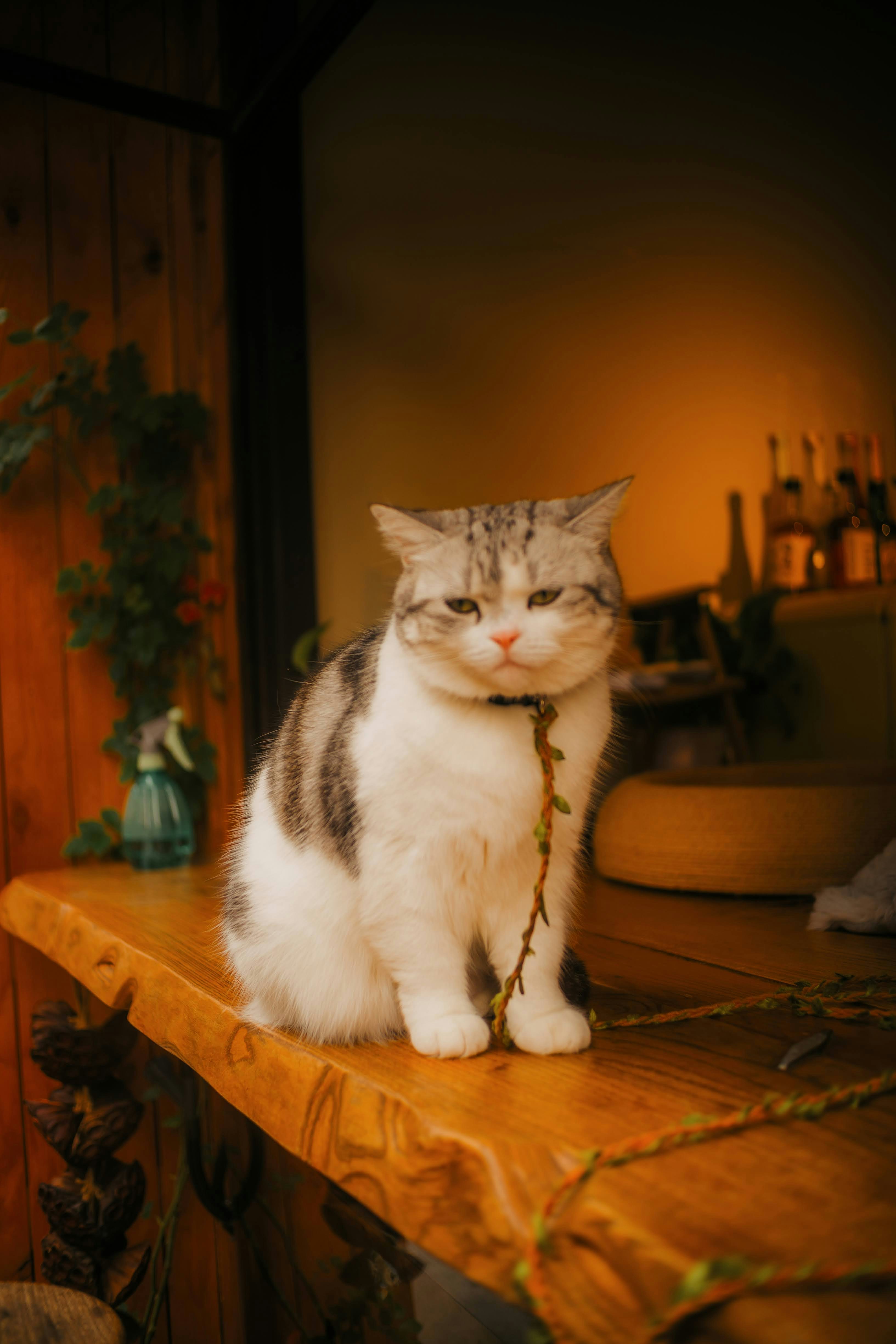 Curled Quietude: A Cat on a Wooden Bar in Warm Evening Light
