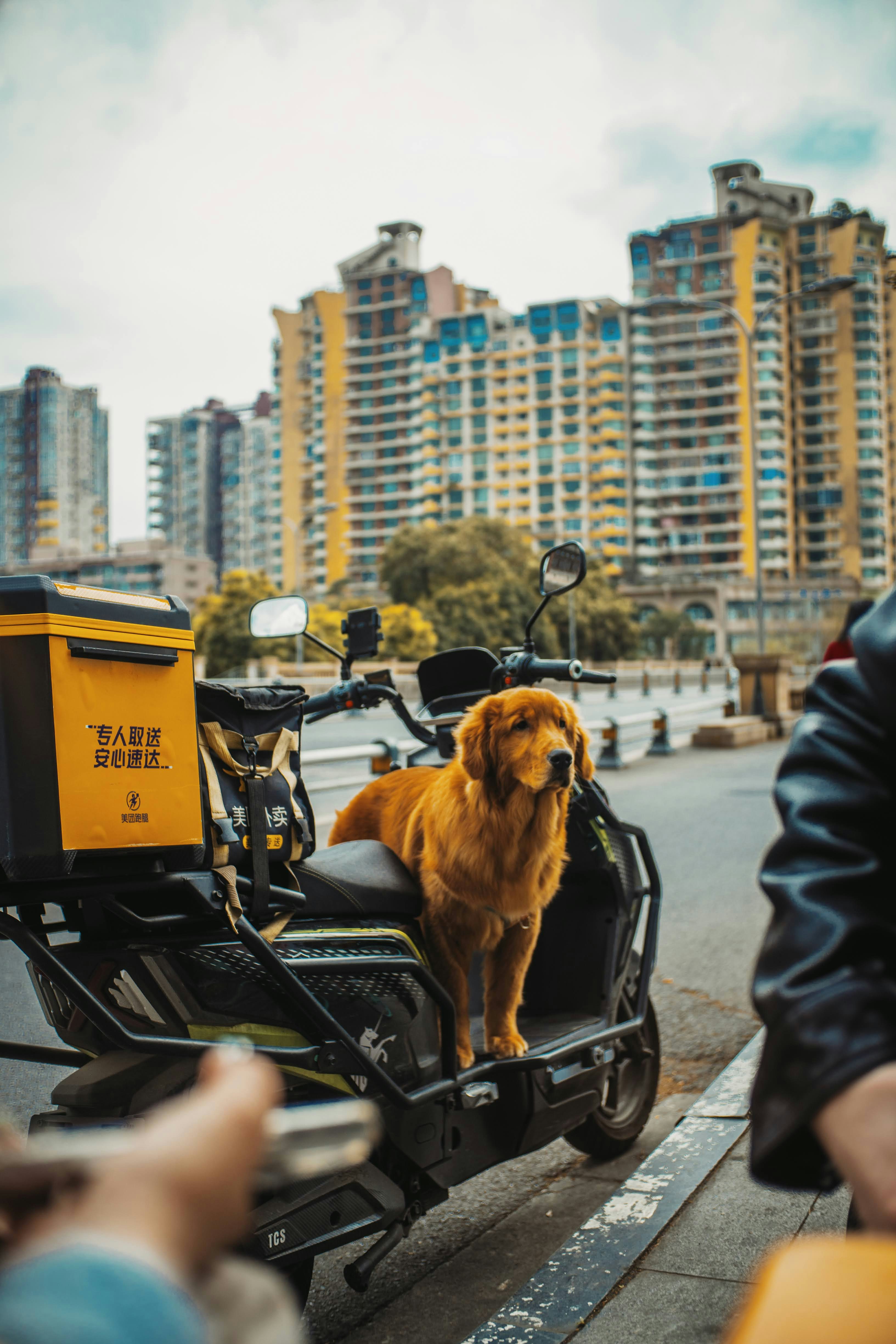 Golden Retriever on a Delivery Bike Amid Urban Towers