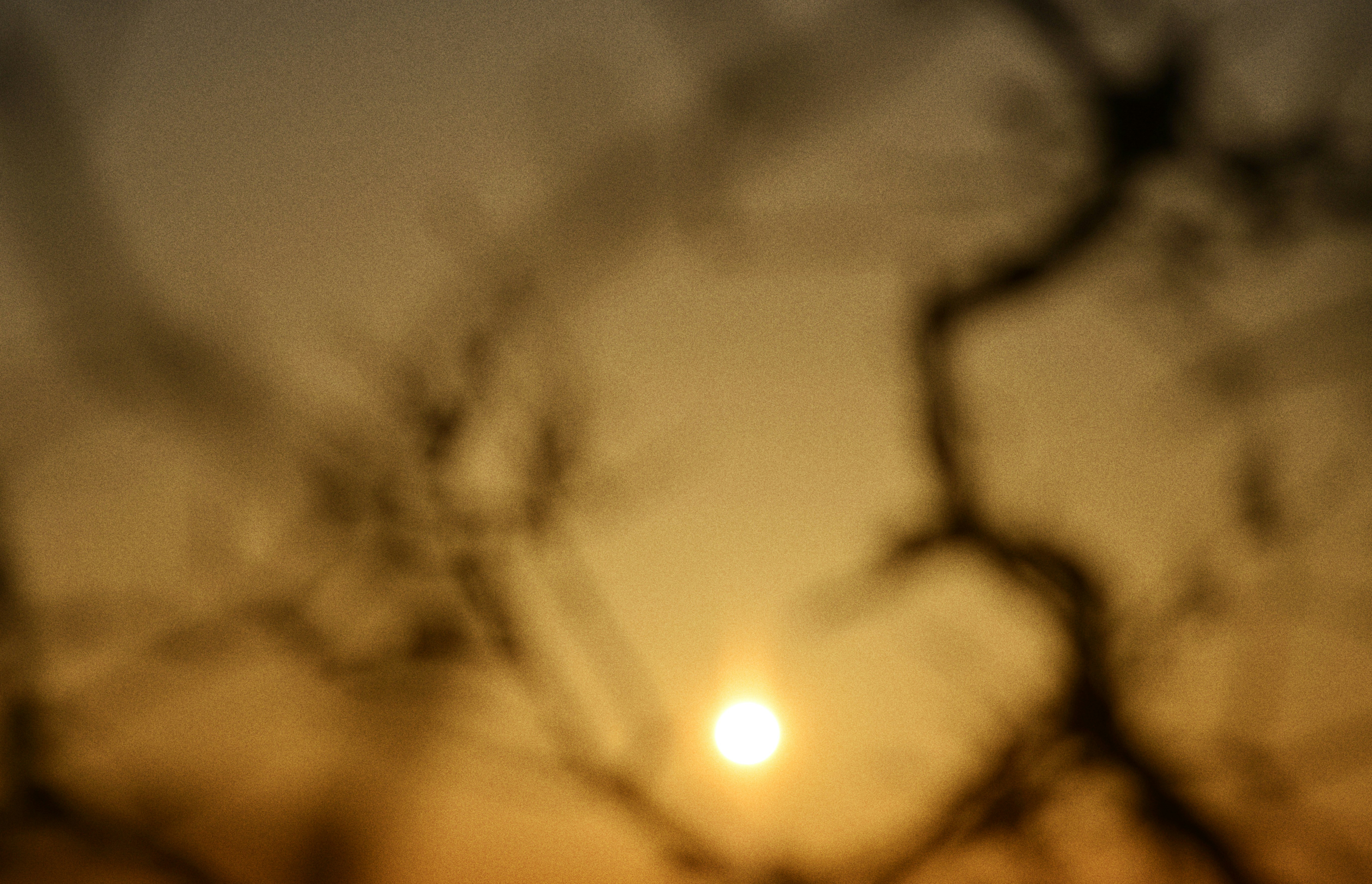 Between Circuitry of Twigs and Sun: A Blurred Dusk Through Branches
