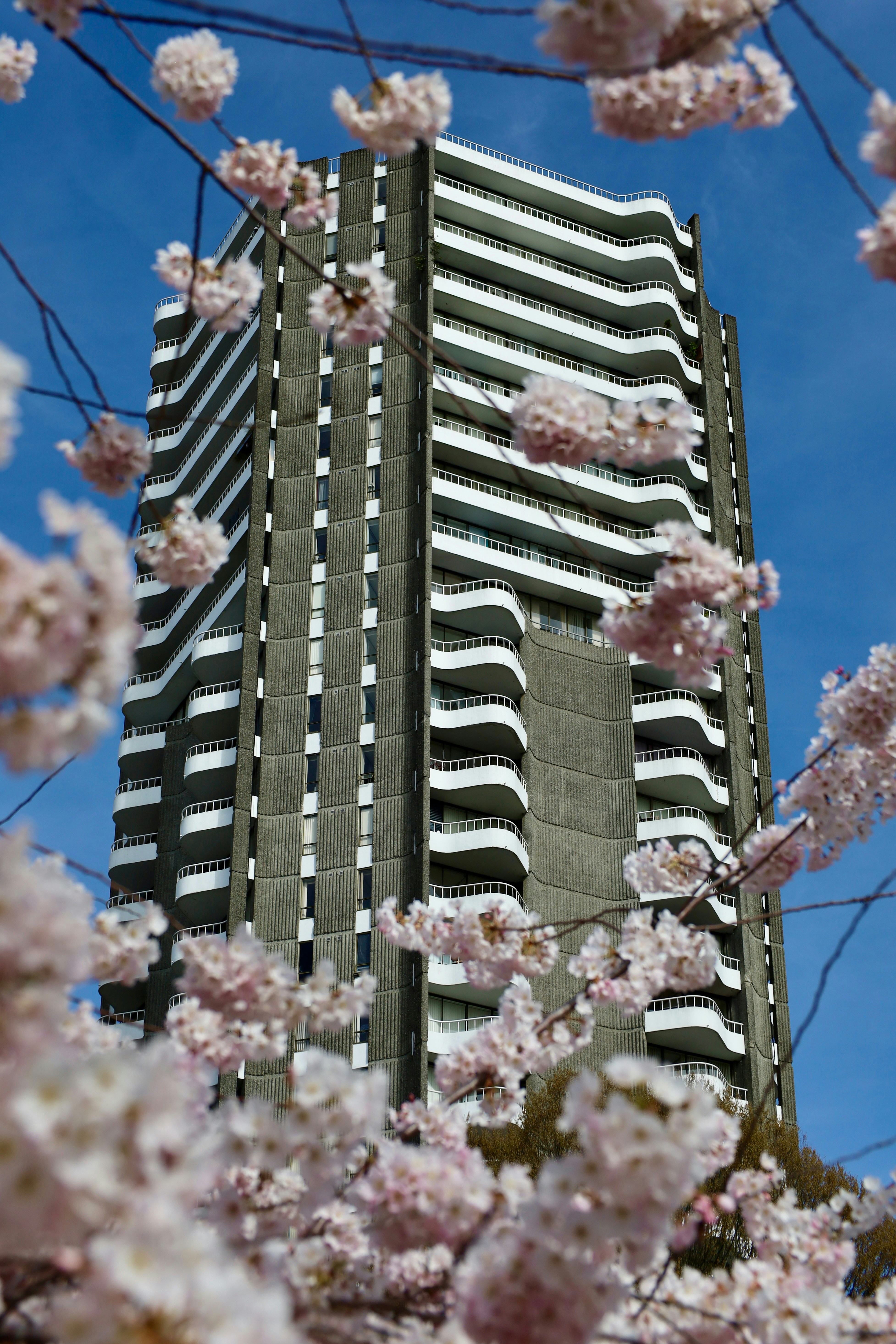 Blossoms Framing a Brutalist Skyline
