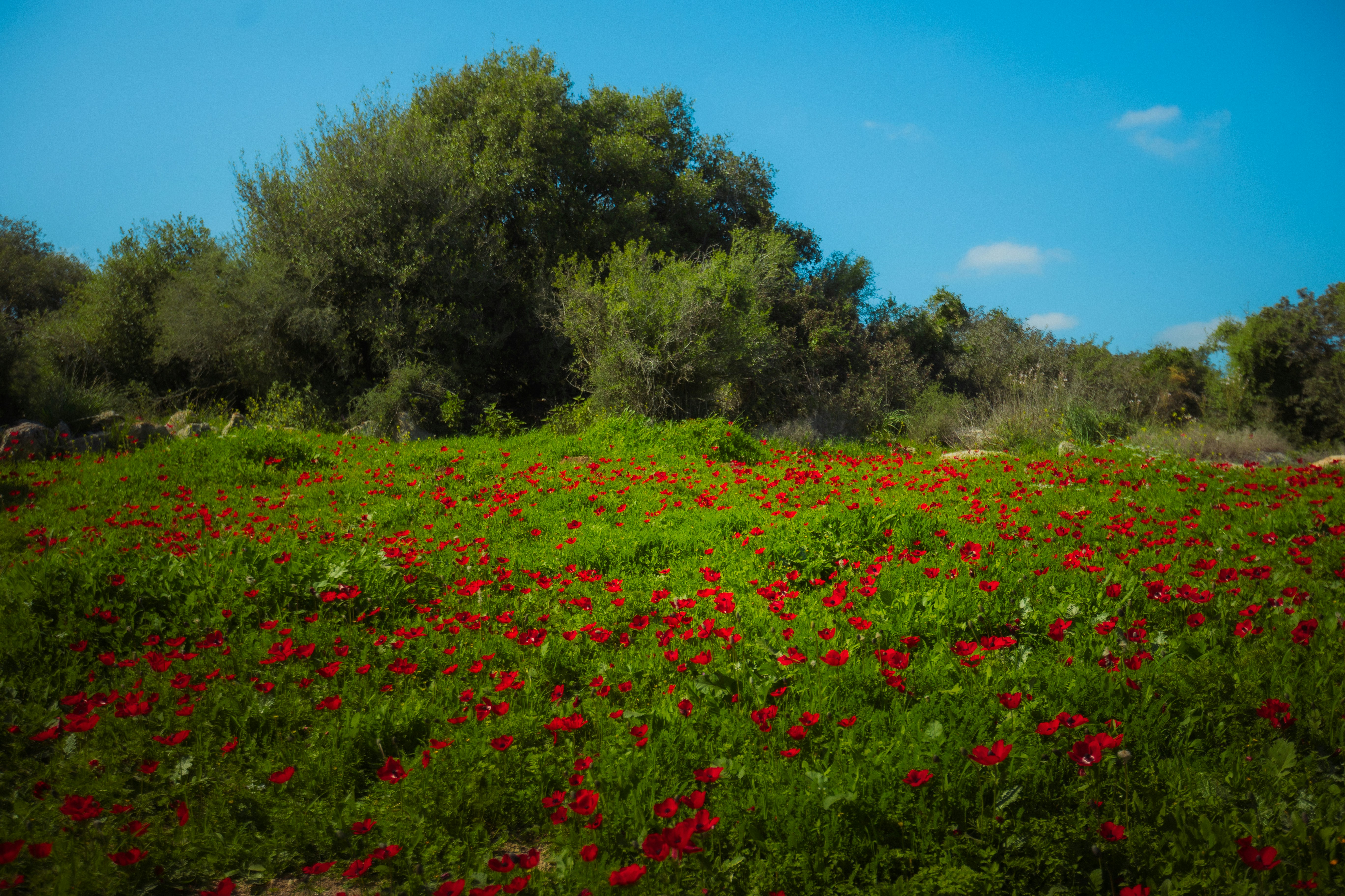 Red Wildflower Field beneath a Quiet Blue Sky