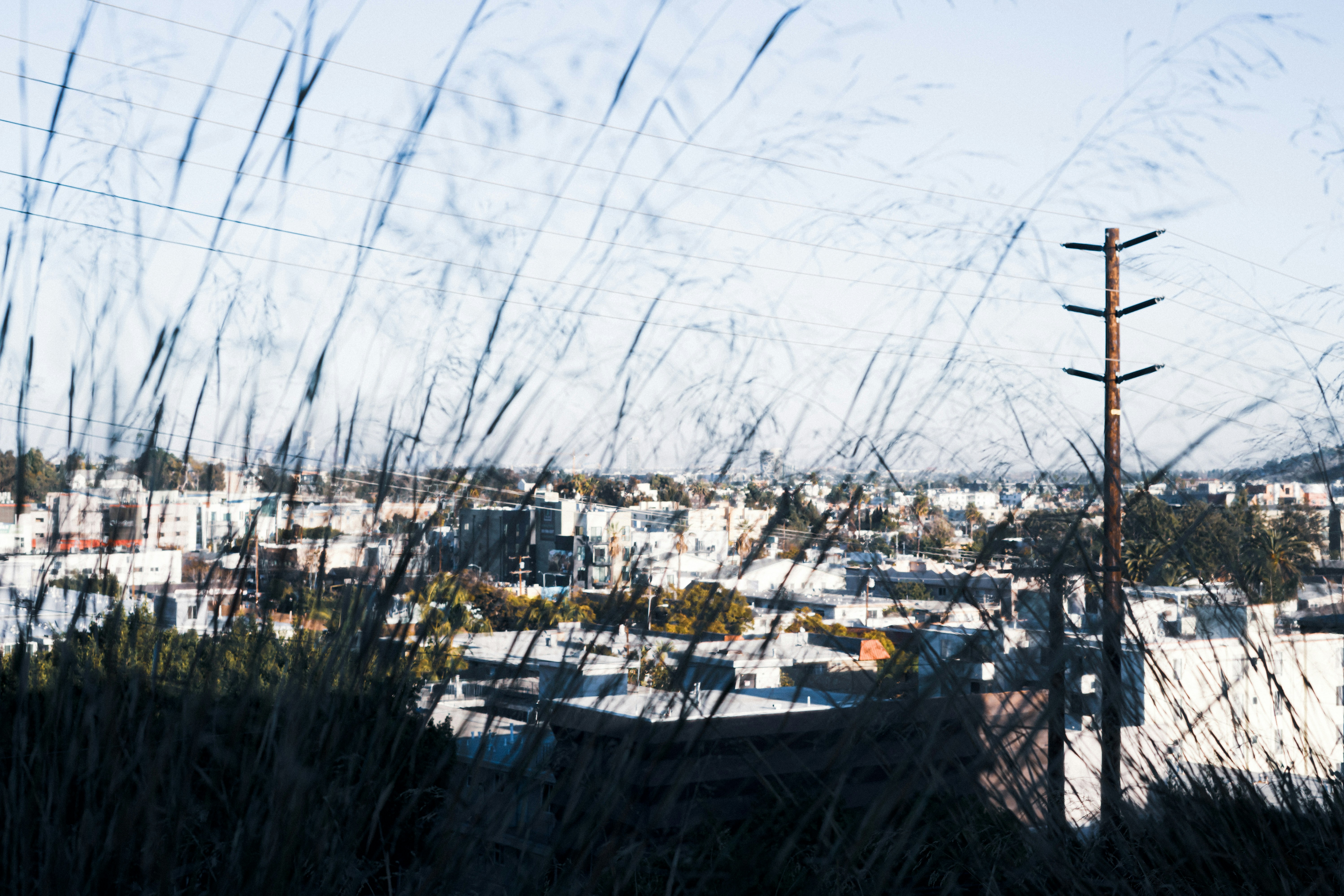 Urban Skyline Through Wild Grass