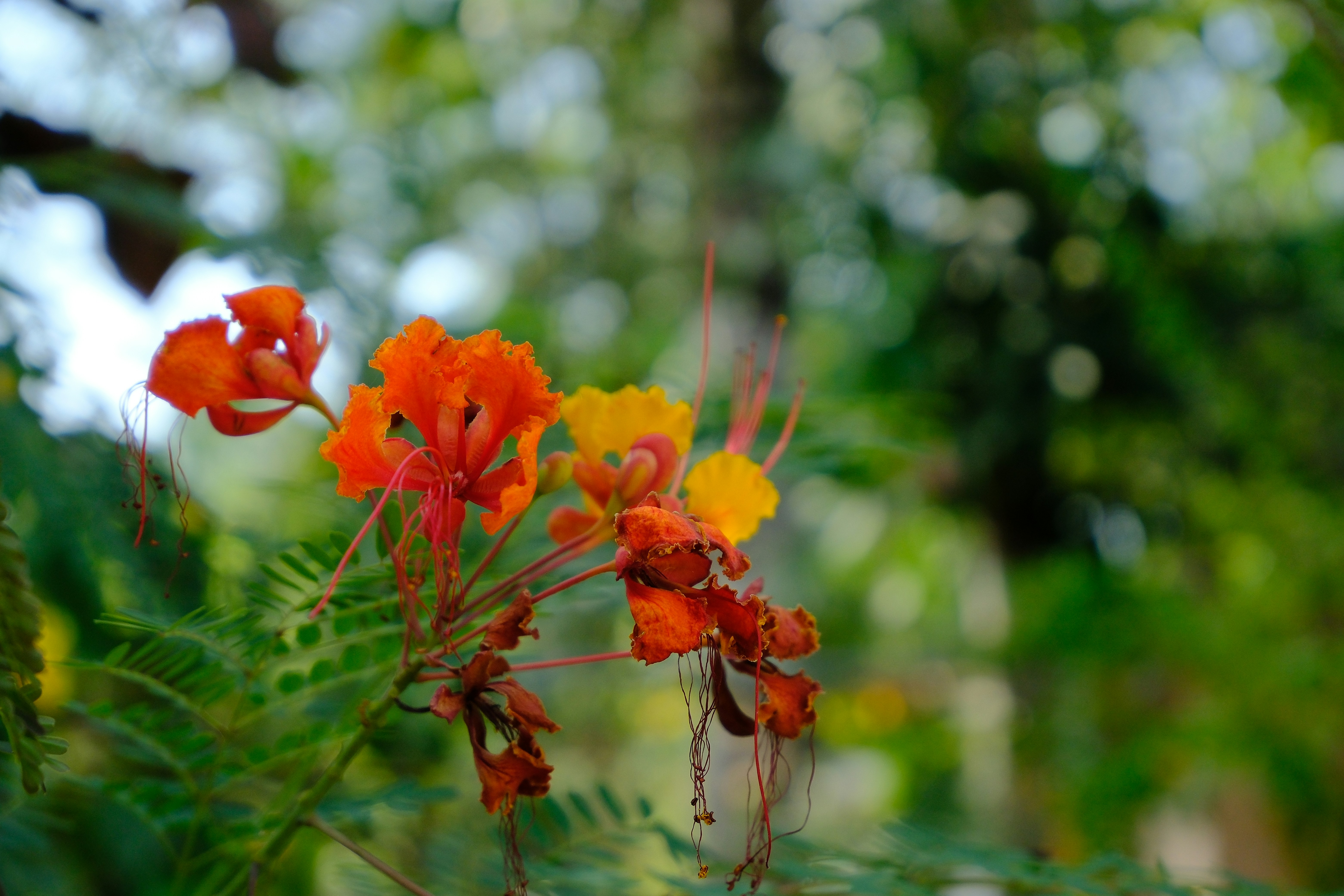 Flame of Nature: Orange Hibiscus Bloom in Soft Backlight