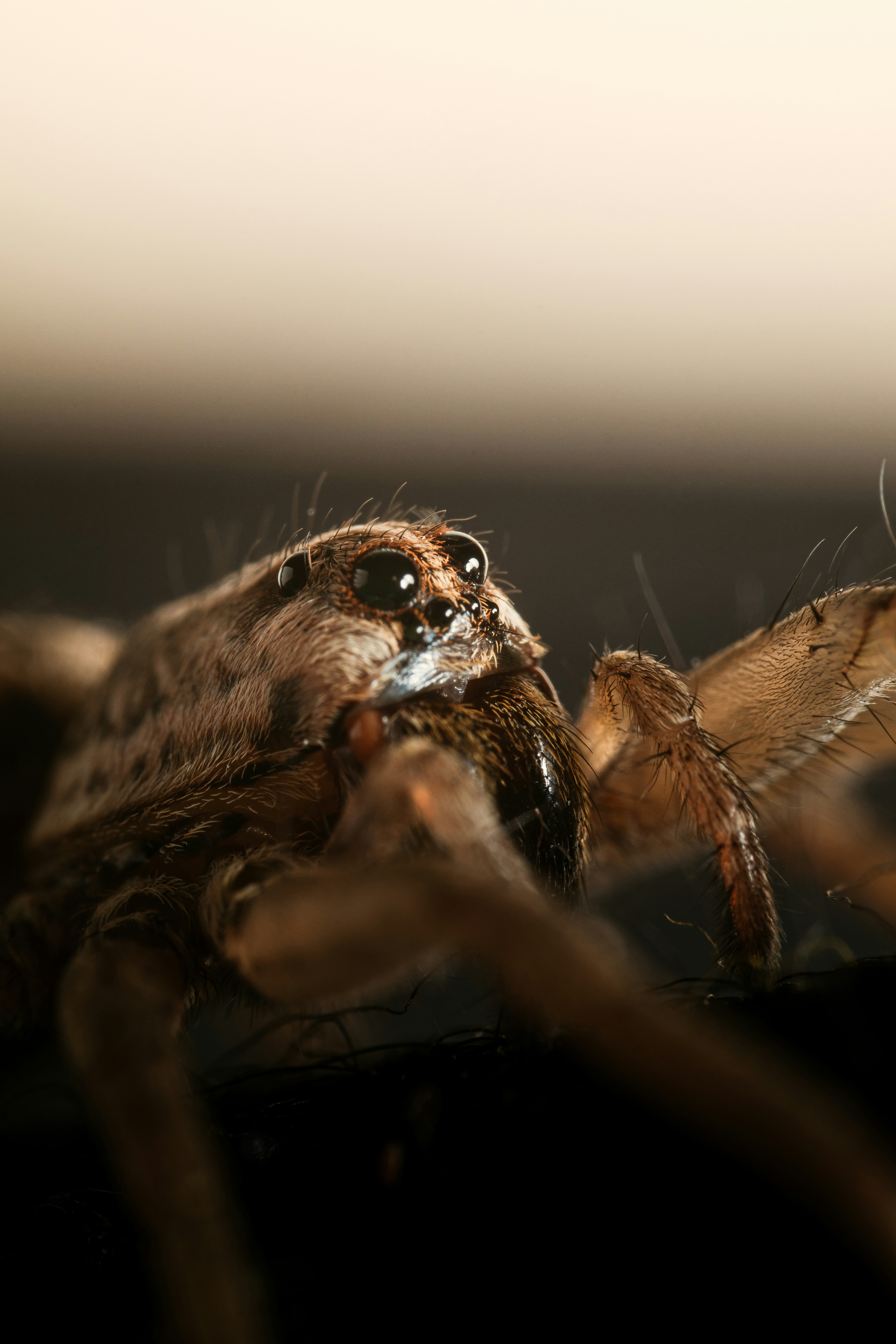 Low-Depth Closer Look: A Spider's Gaze at Eye Level