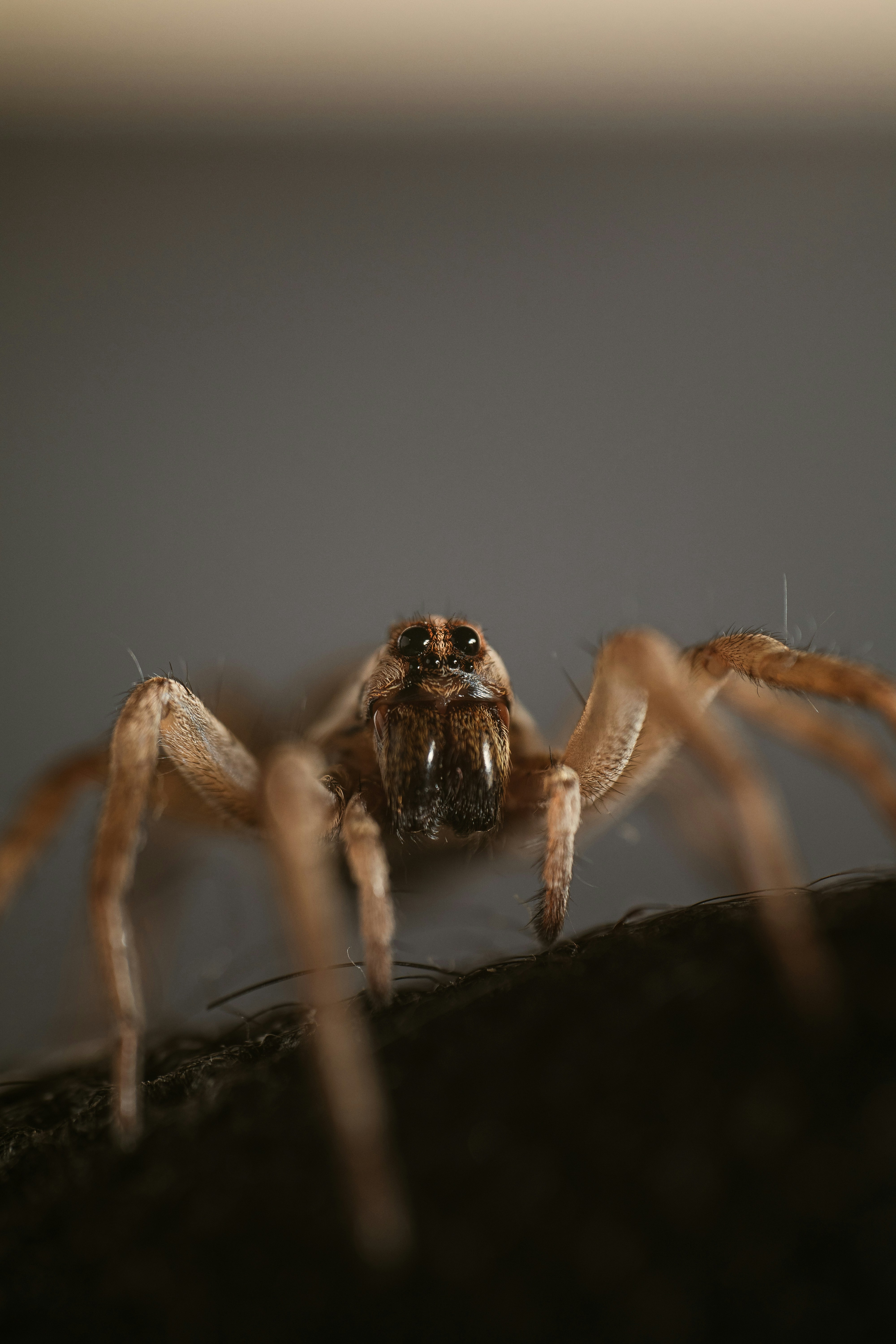 A Close-Up of a Bold Jumping Spider: Candid Ground-Level Portrait