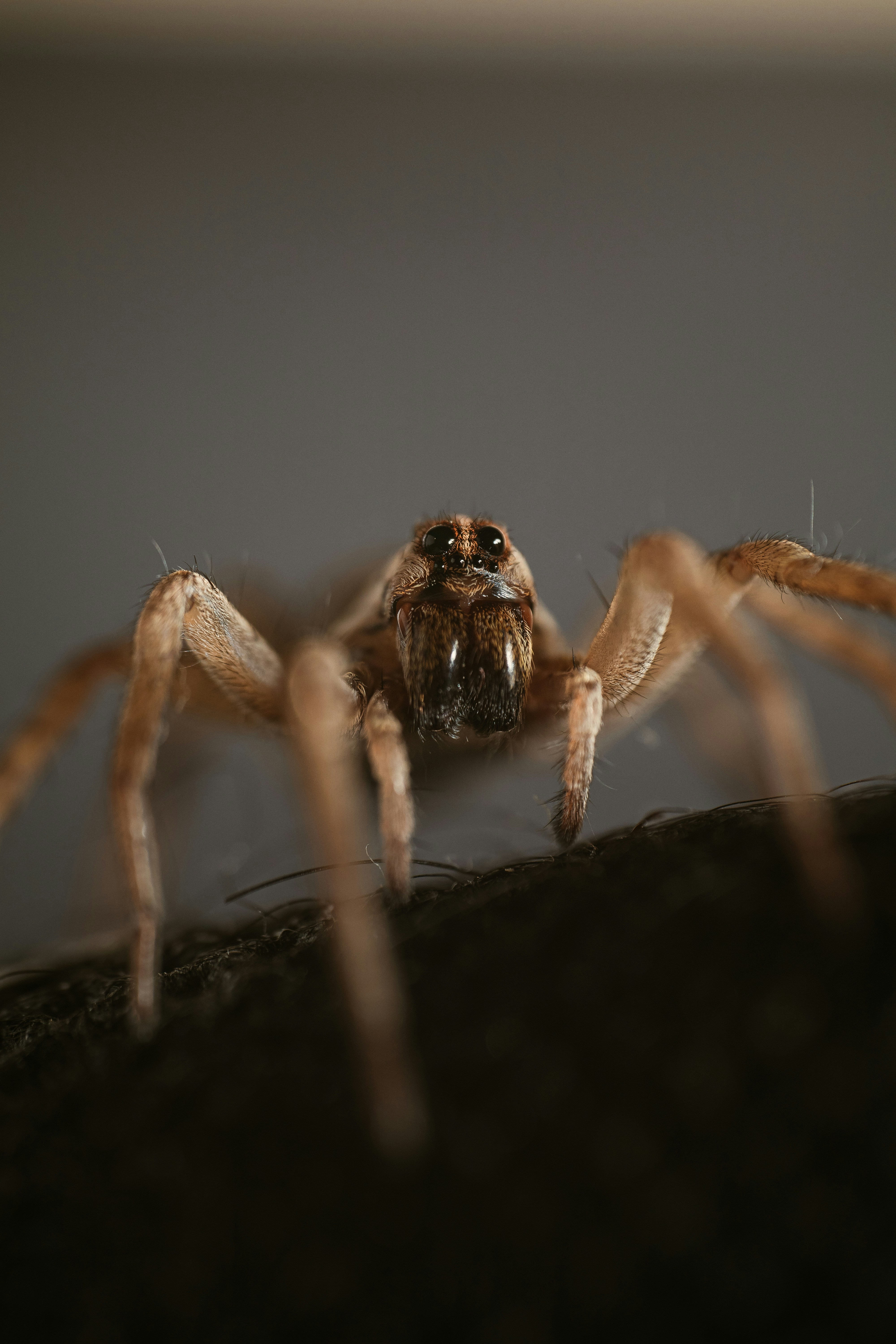 Close-Up of a Bold Jumping Spider Facing the Lens