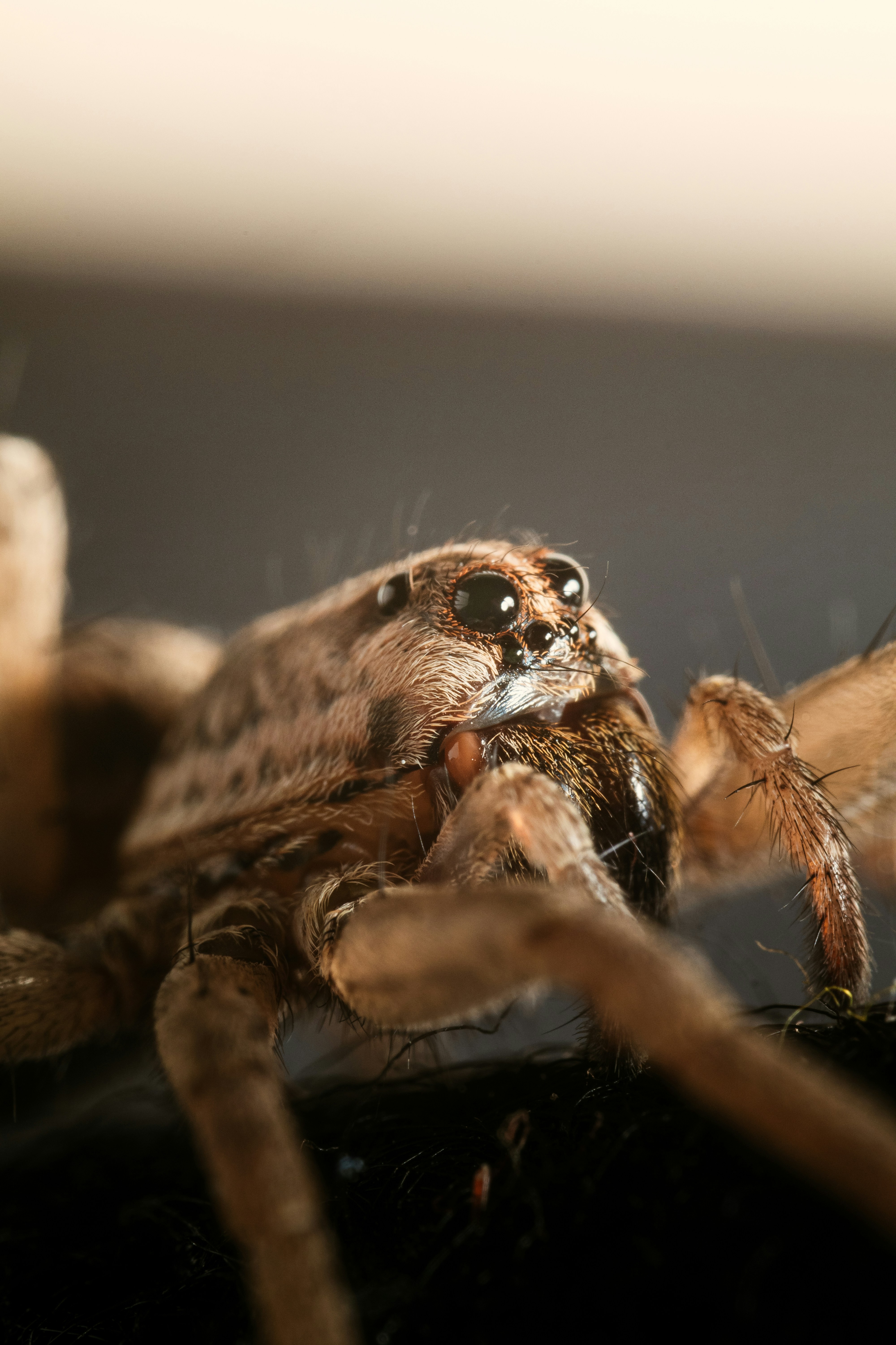 Close-up of a Jumping Spider's Moment: Intense Gaze Under Soft Light