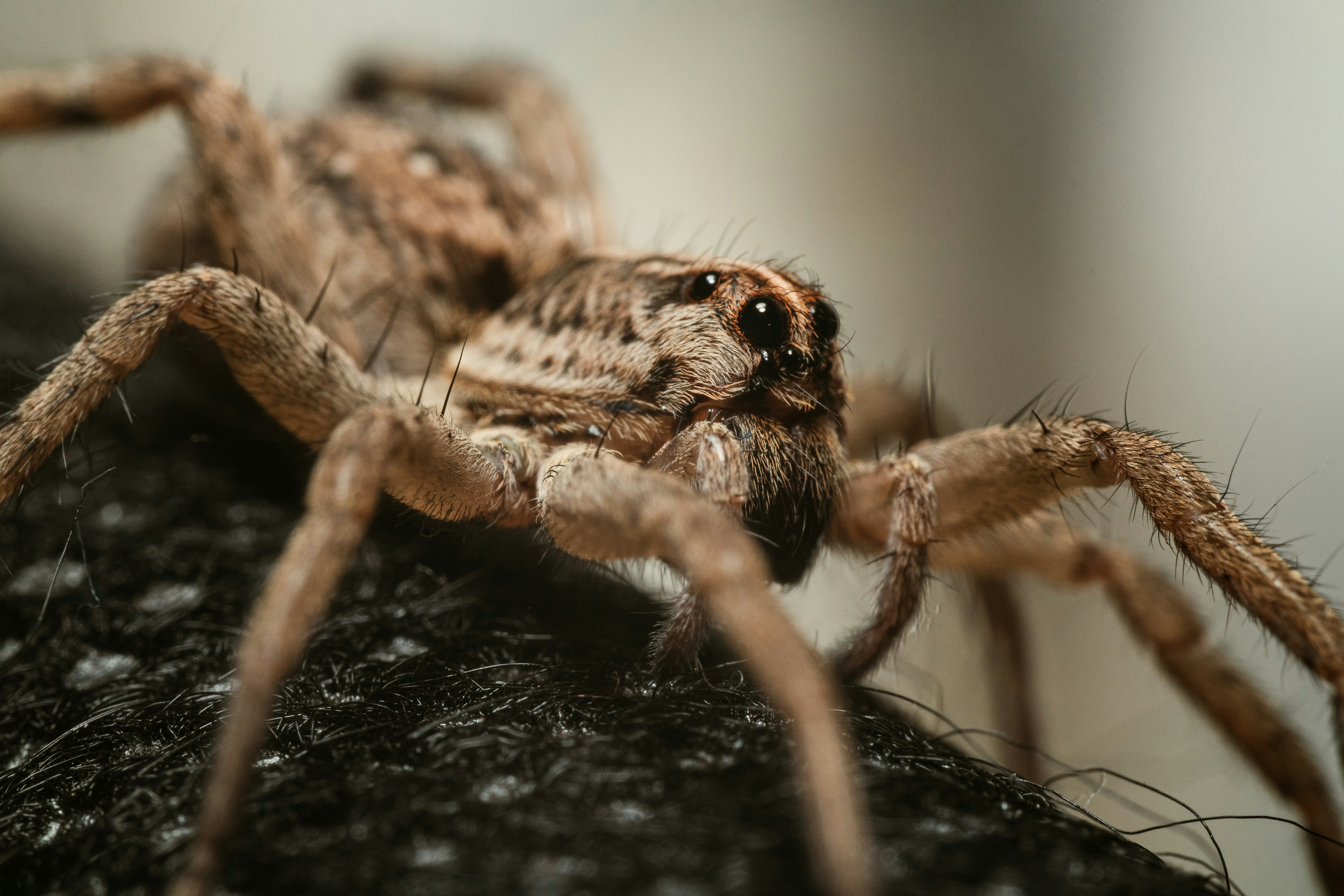 Close-Up Encounter: A Wolf Spider Perched on a Dark Surface