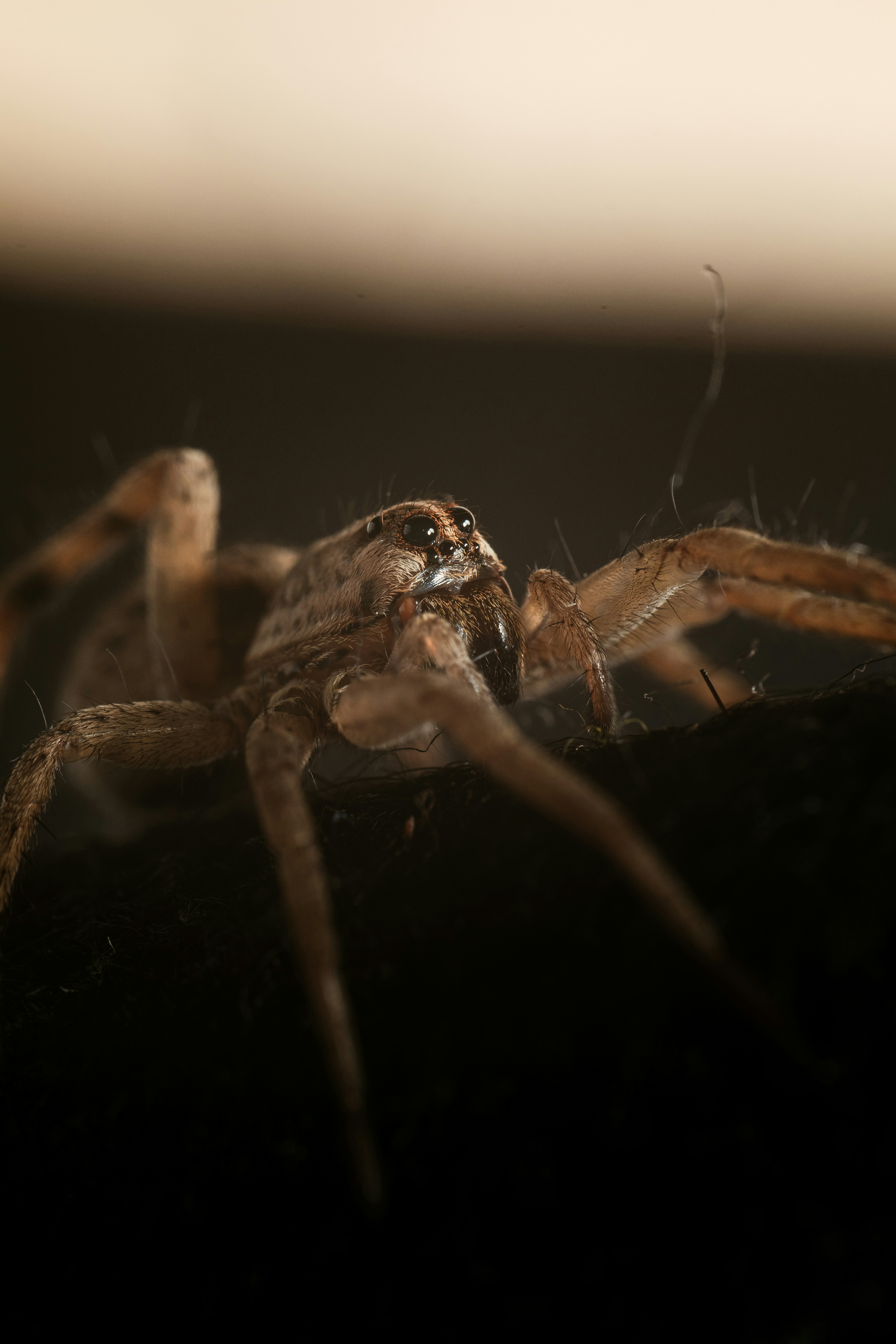 Shadowed Gaze: a Macro Close-Up on a Spider’s Eyes