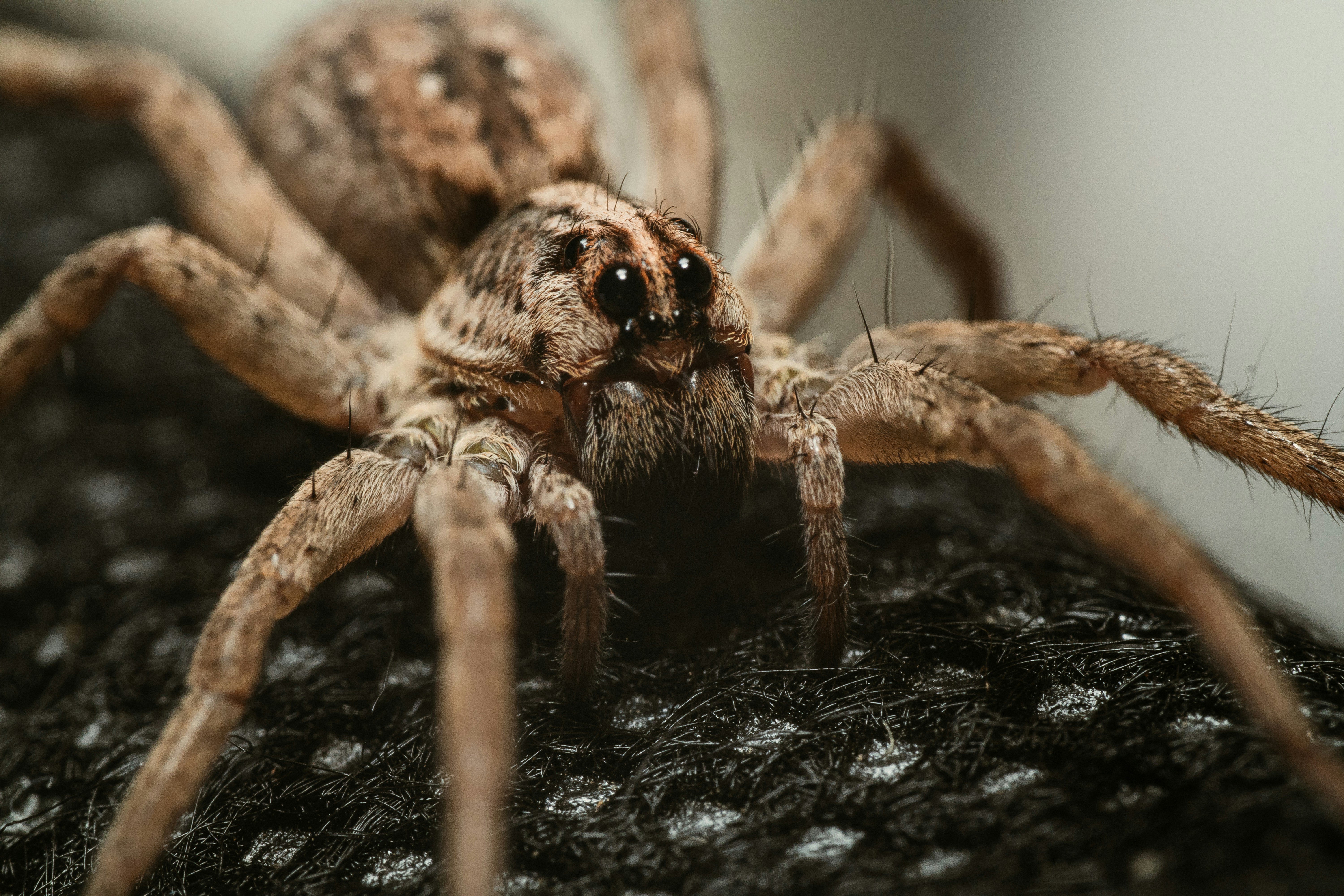 Close-Up of a Brown Huntsman Spider on a textured Surface