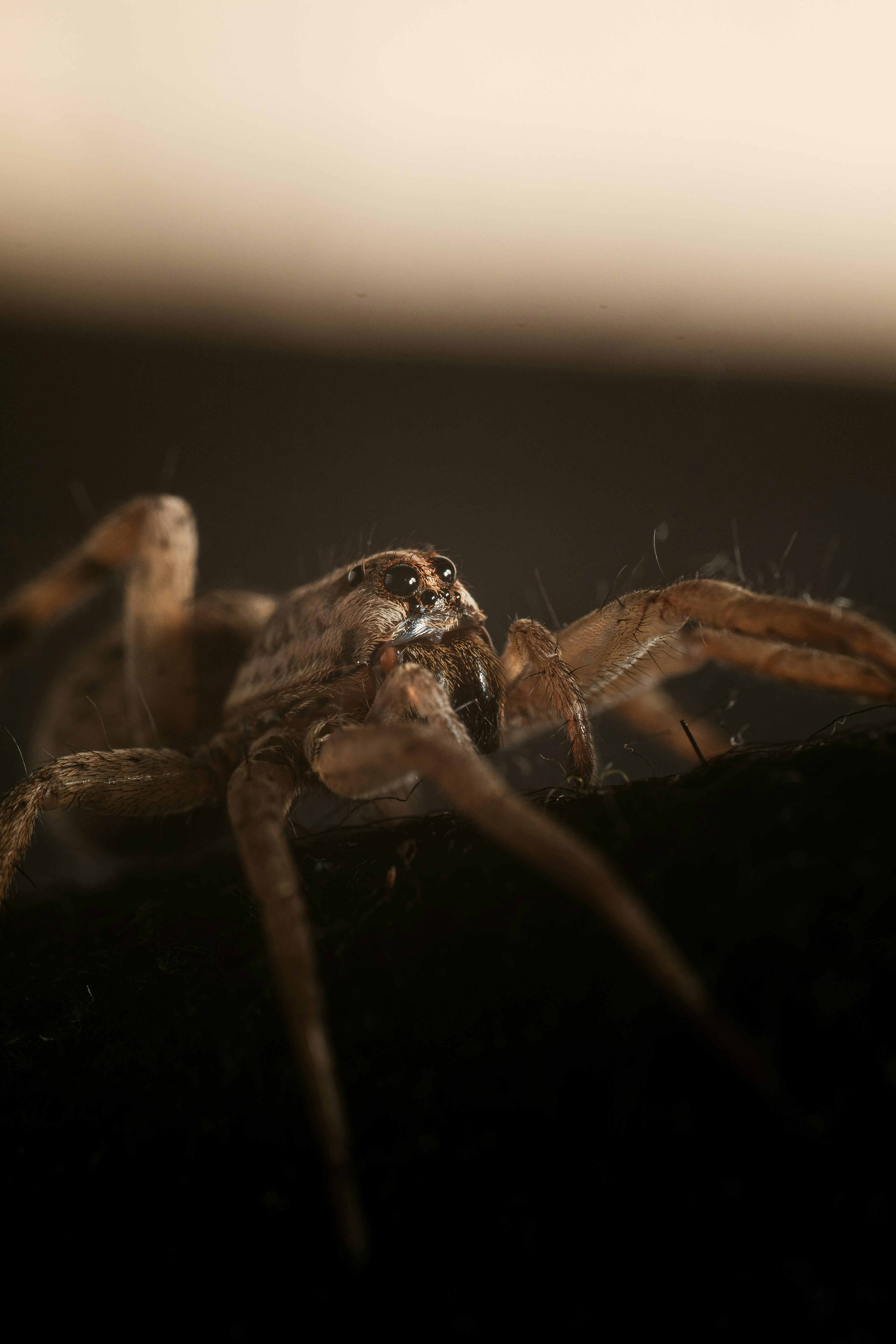 Low-Angle Macro of a Spider Beneath the Rim
