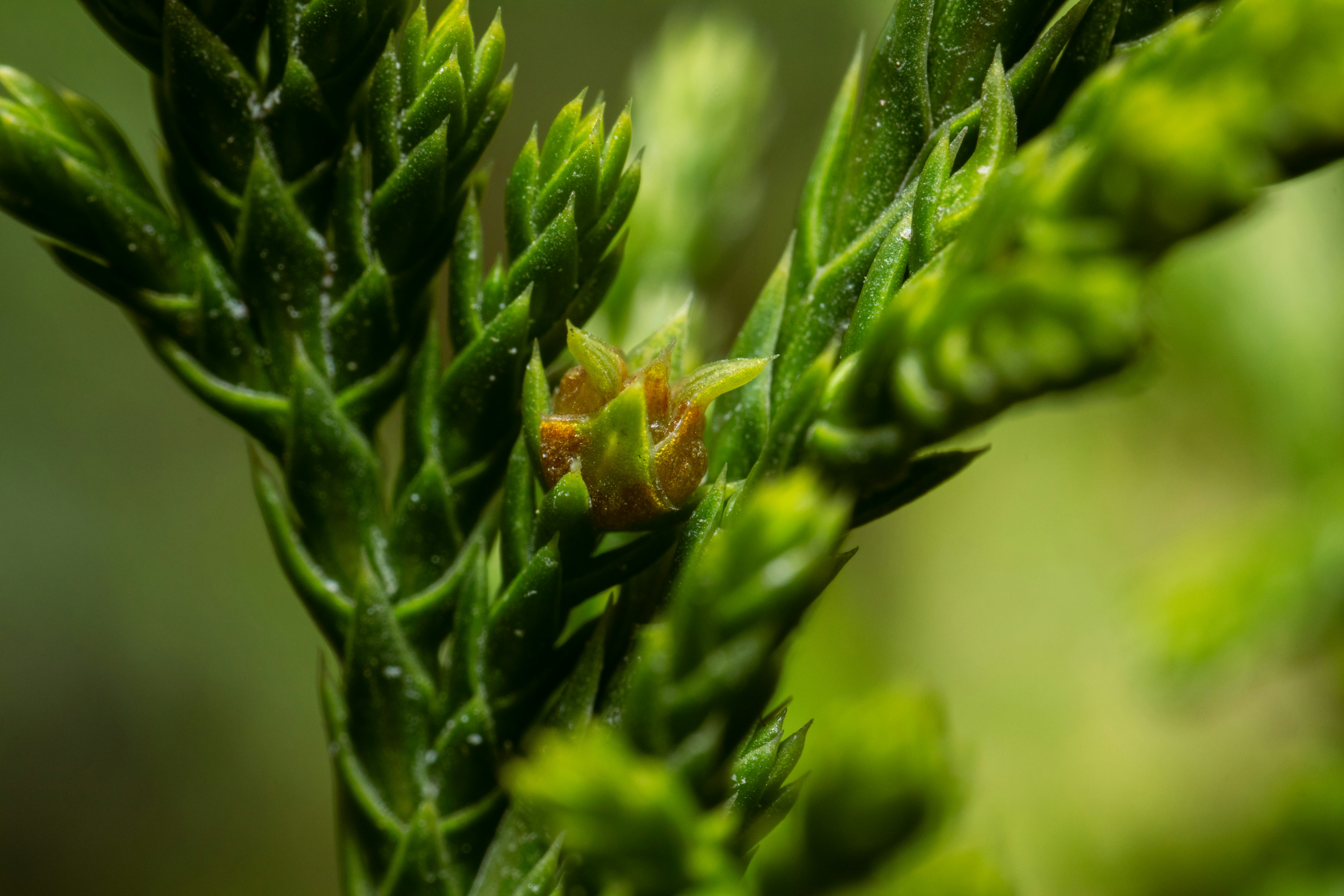 Close-Grade Macro: Tiny brown bud amid bright green tendrils