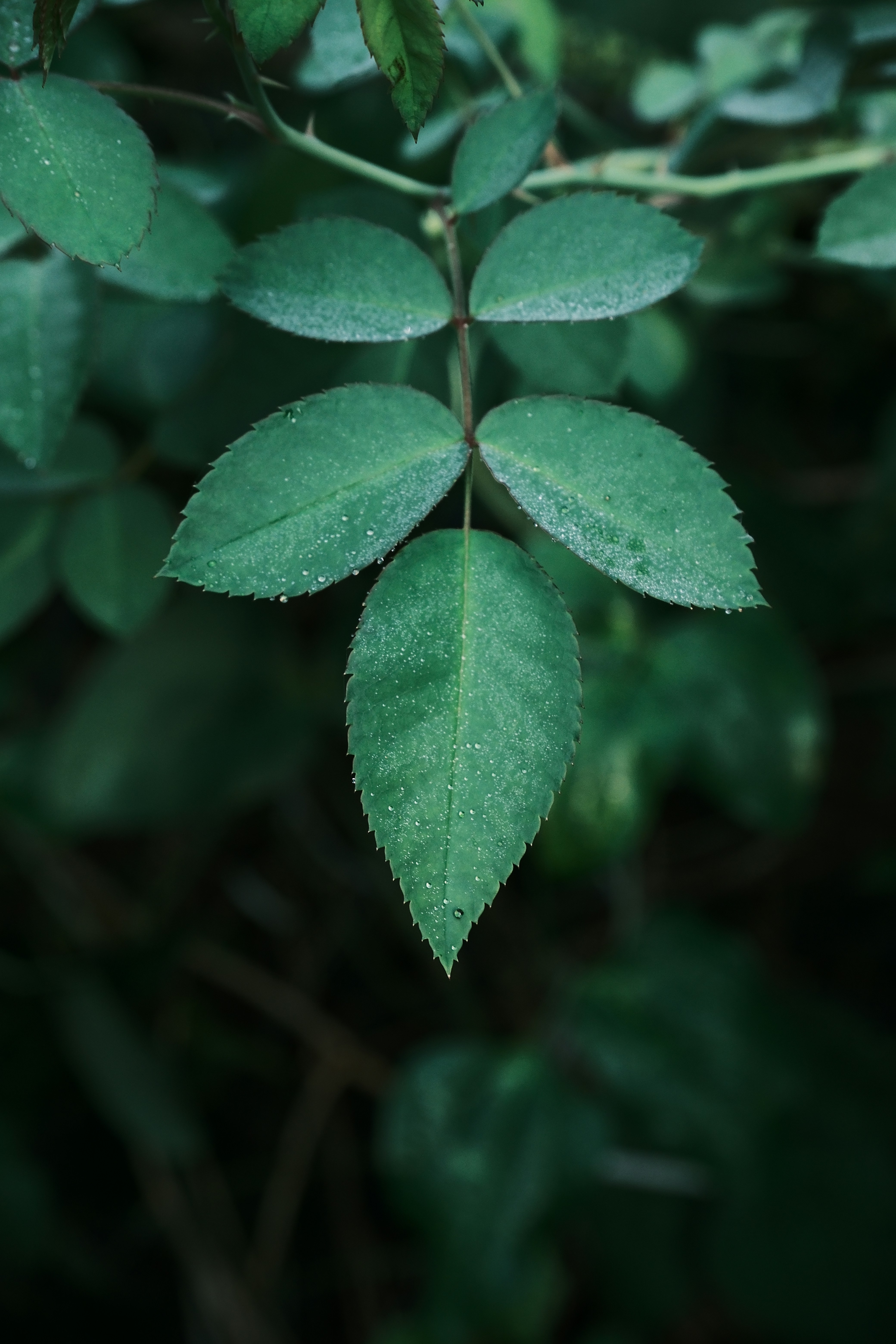 Dew-kissed Compound Leaf Centered in Deep Green