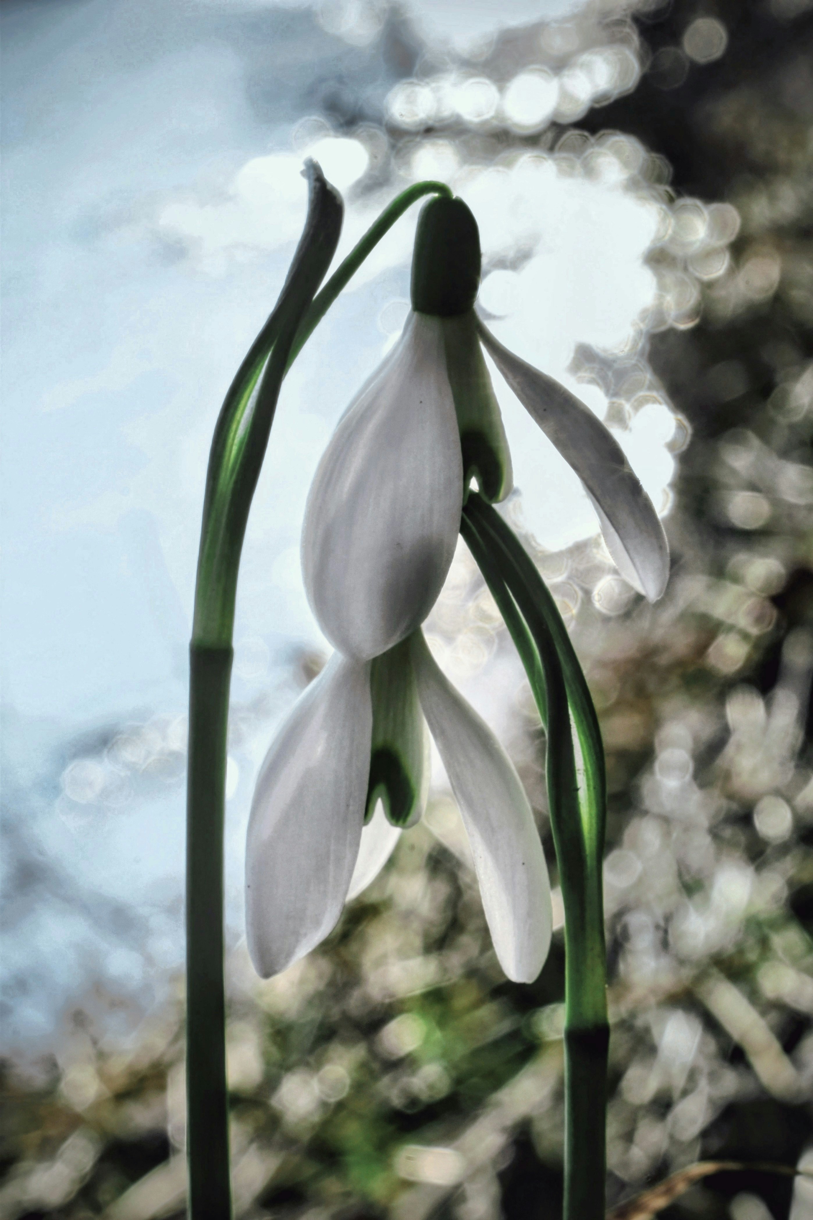 Snowdrops Against Bokeh Brightness: A Delicate Bloom Reaches for Winter Light