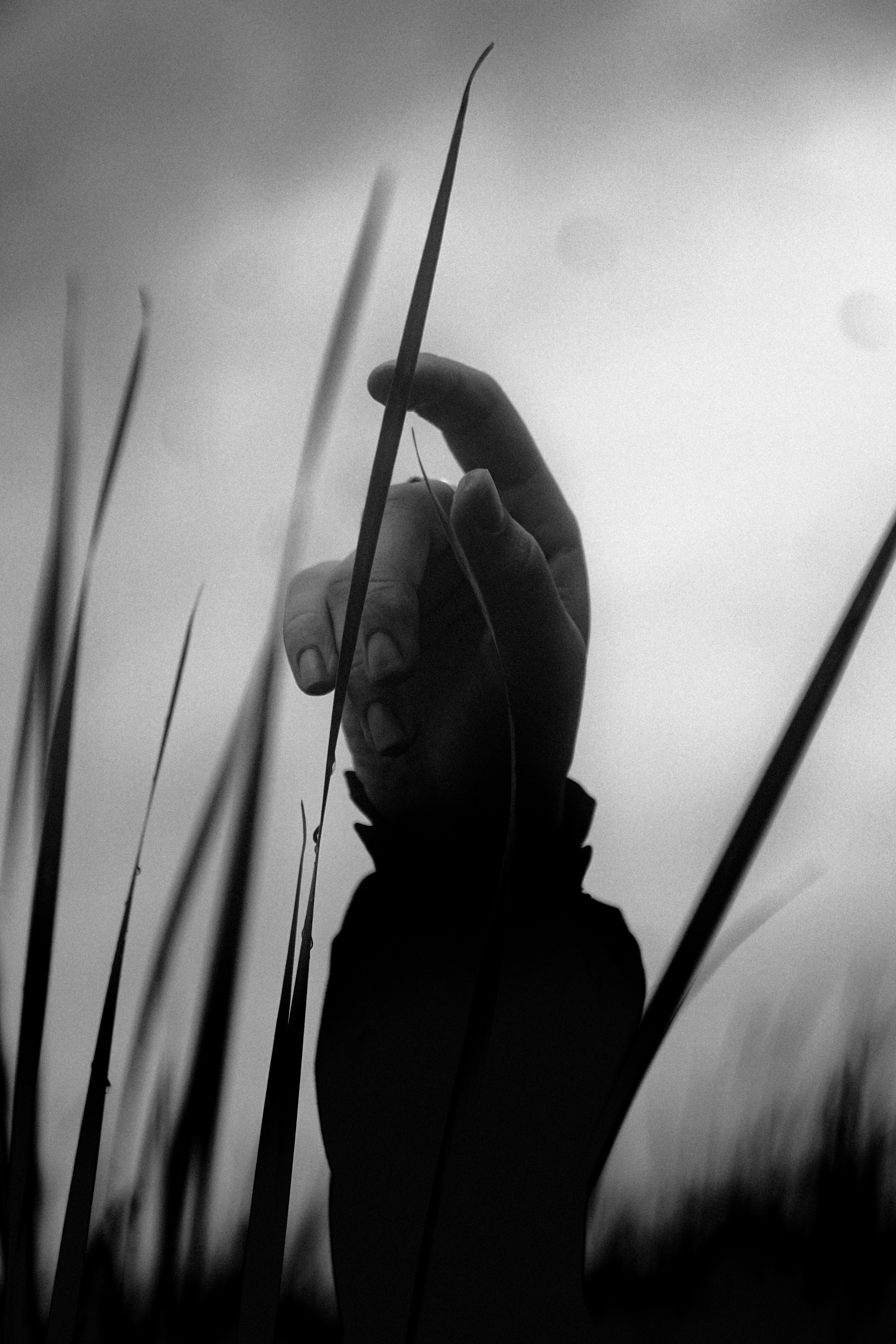 Silhouette Grip: A Hand Reaches Through Grass Against a Monochrome Sky