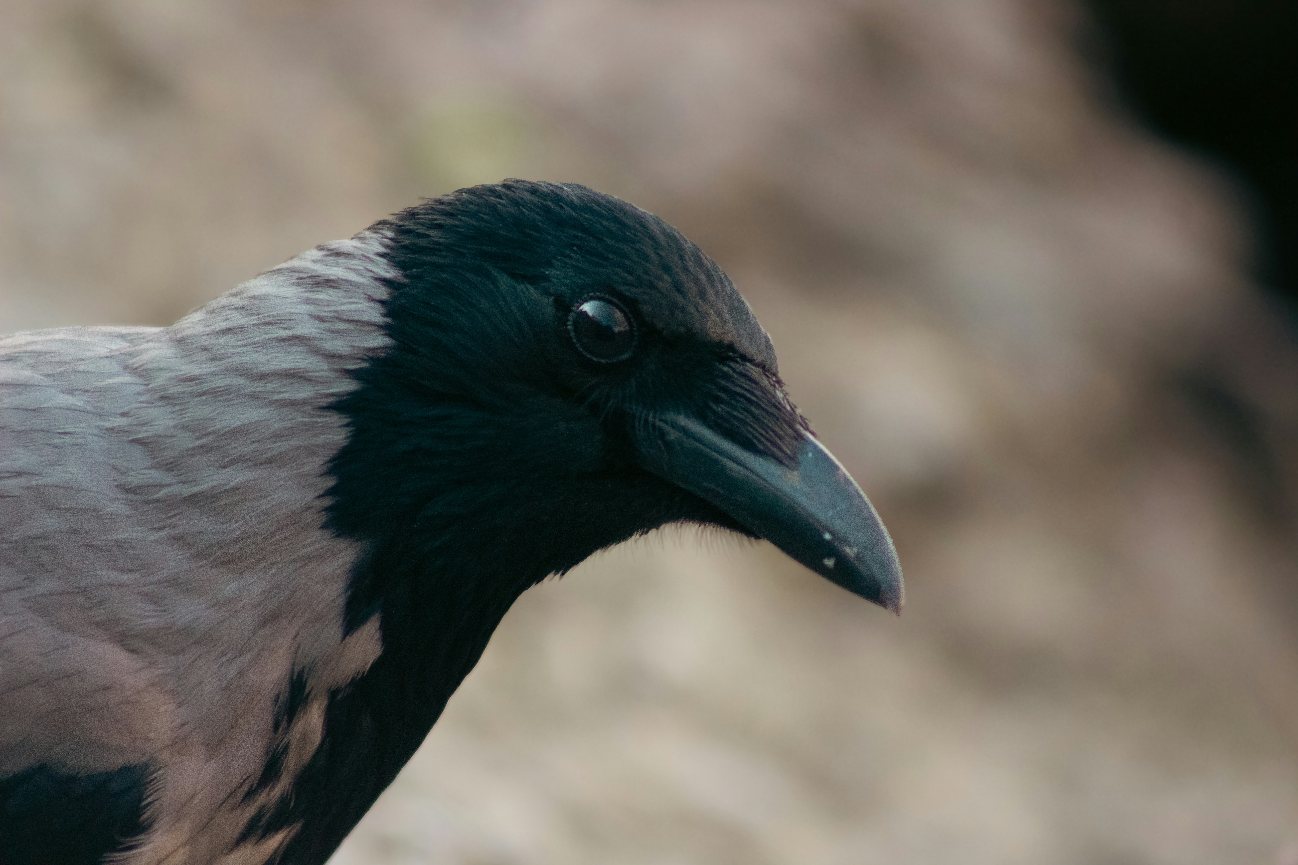 Near-Side Gaze: A Close-Up of a Crow’s Head in Soft Focus