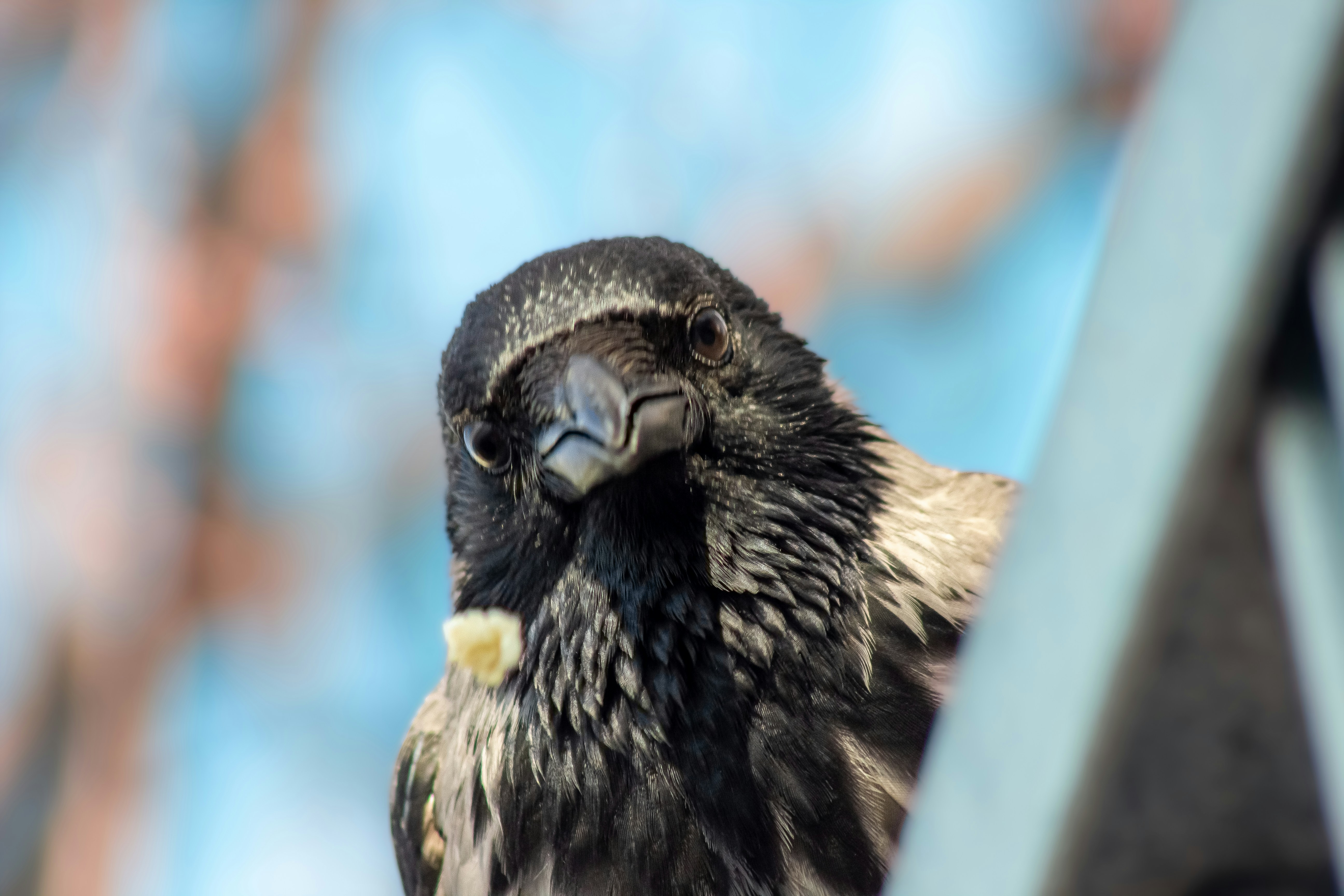 Curious Crow Stares Down the Lens