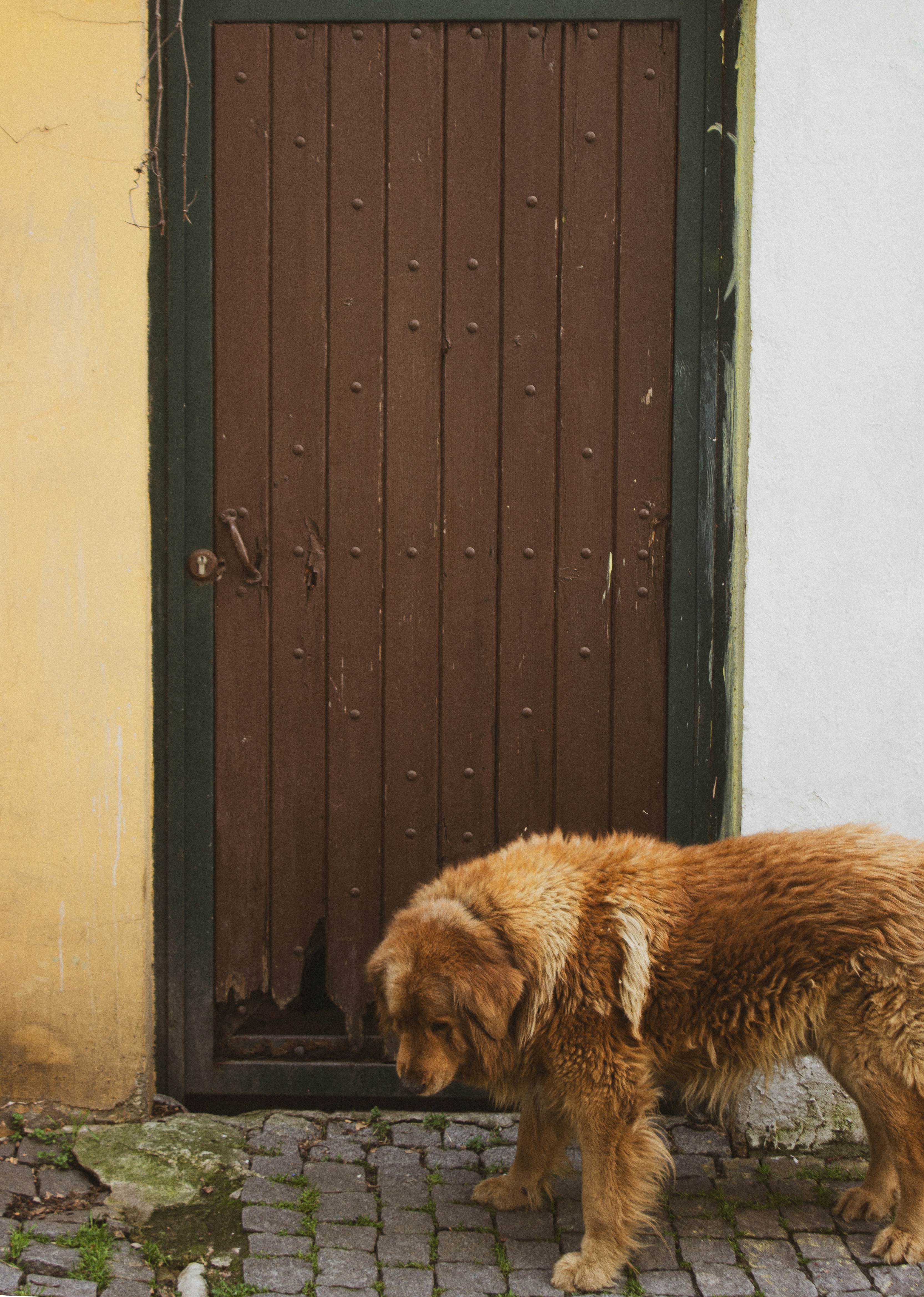 Golden Retriever by a Weathered Door