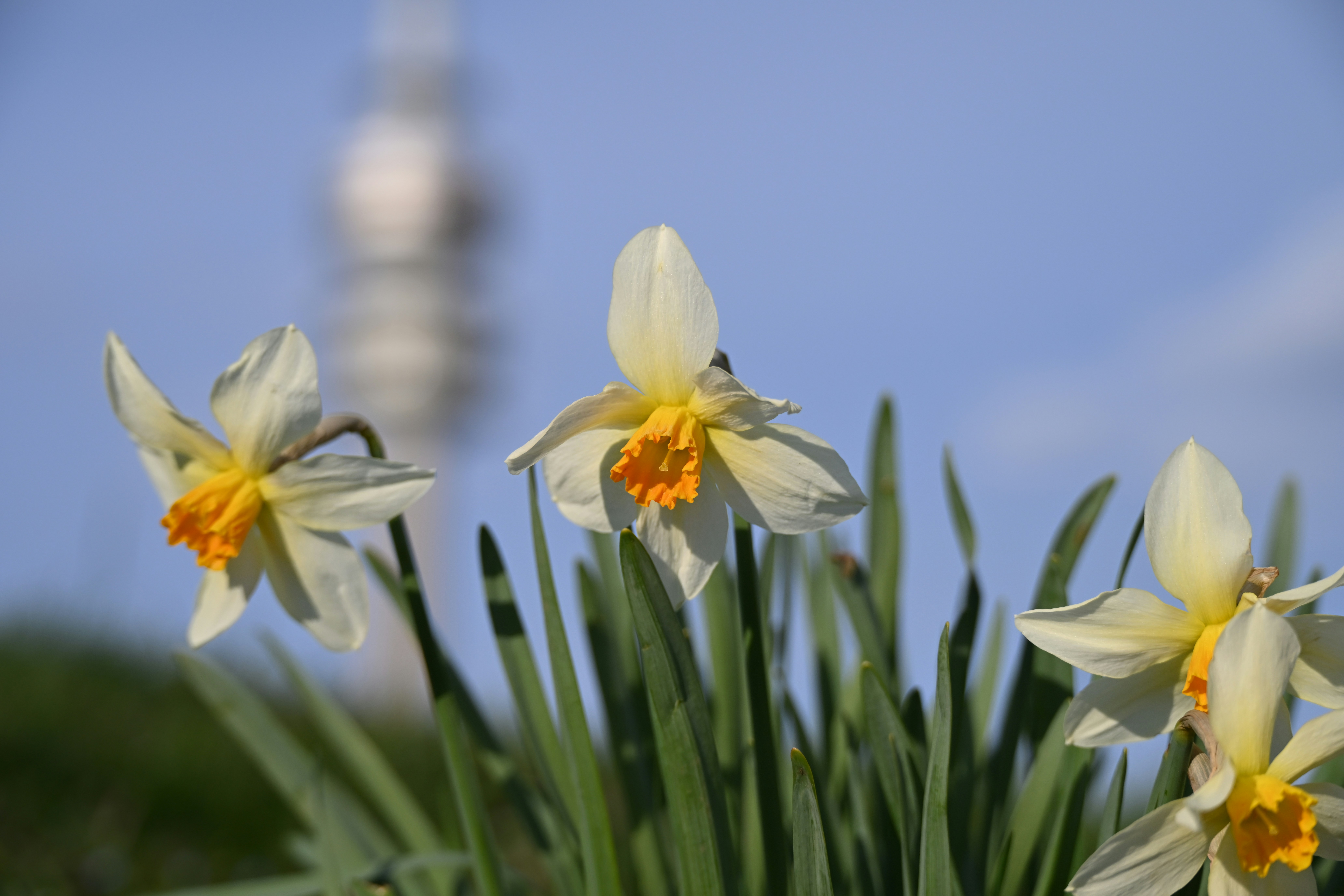 Daffodils in Focus with a Towered Backdrop