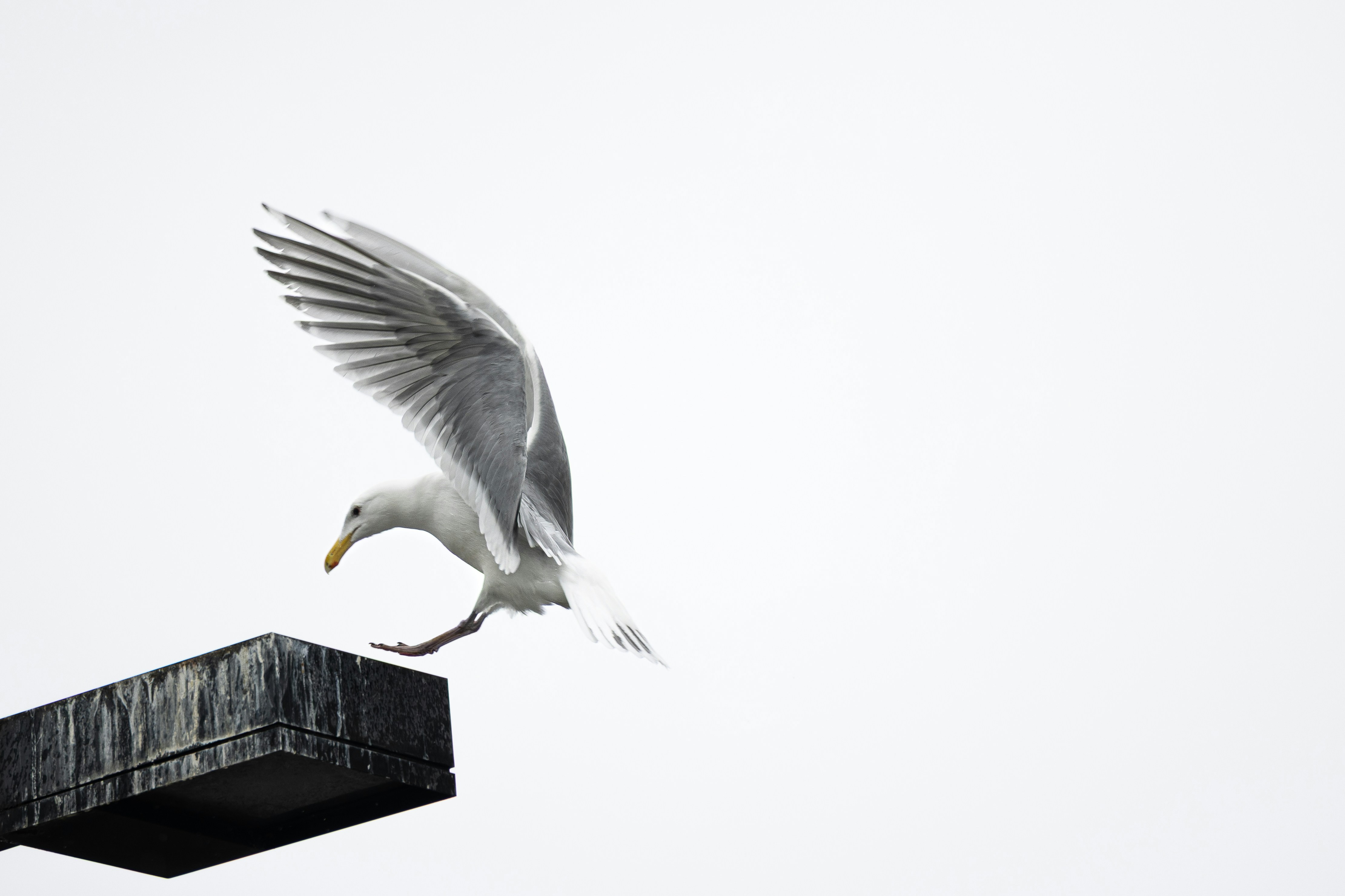 Dawn Descent: A Seabird Delivers the Takeoff