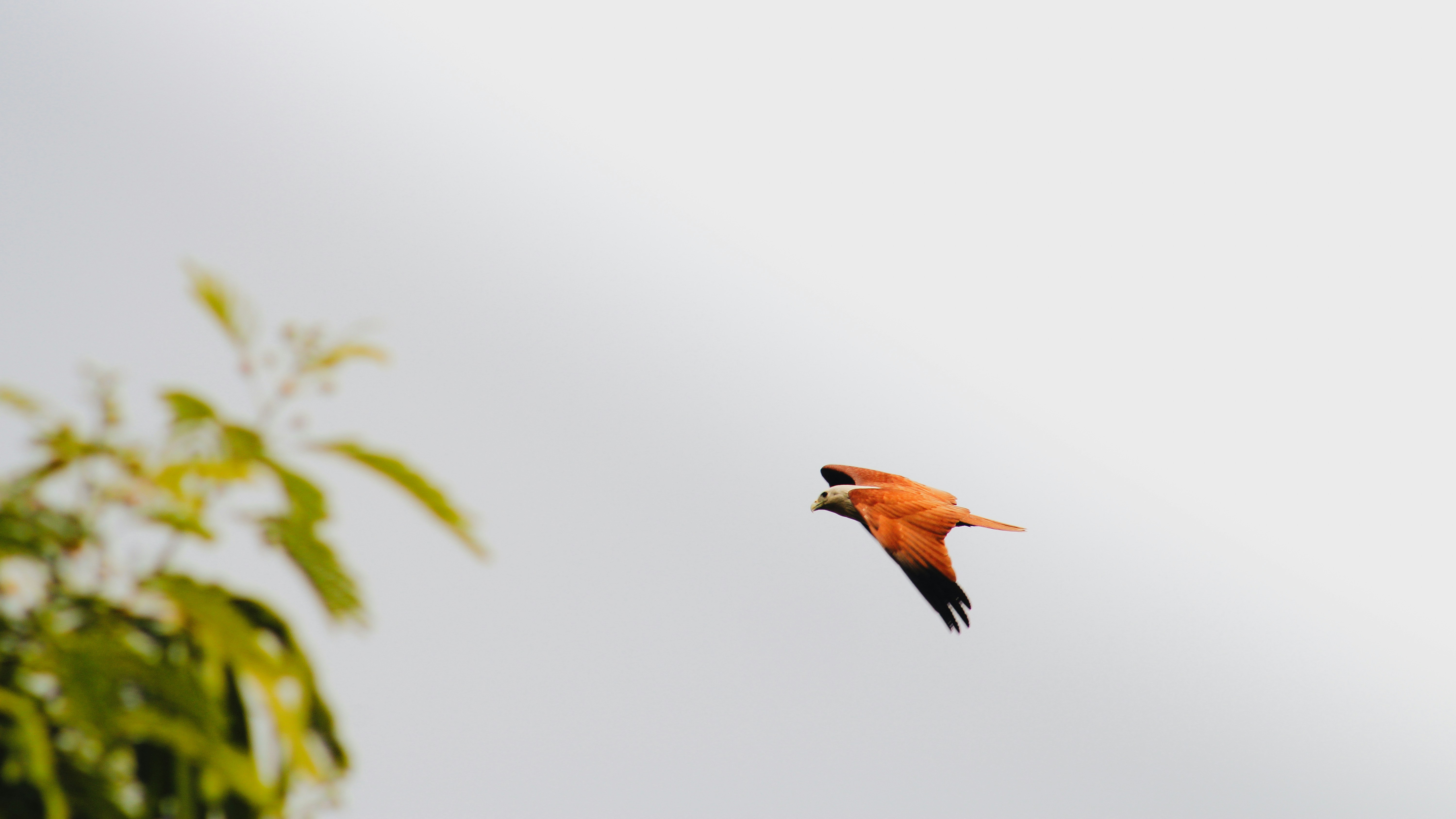 Scarlet Swallow in Free Flight Against a Pale Sky