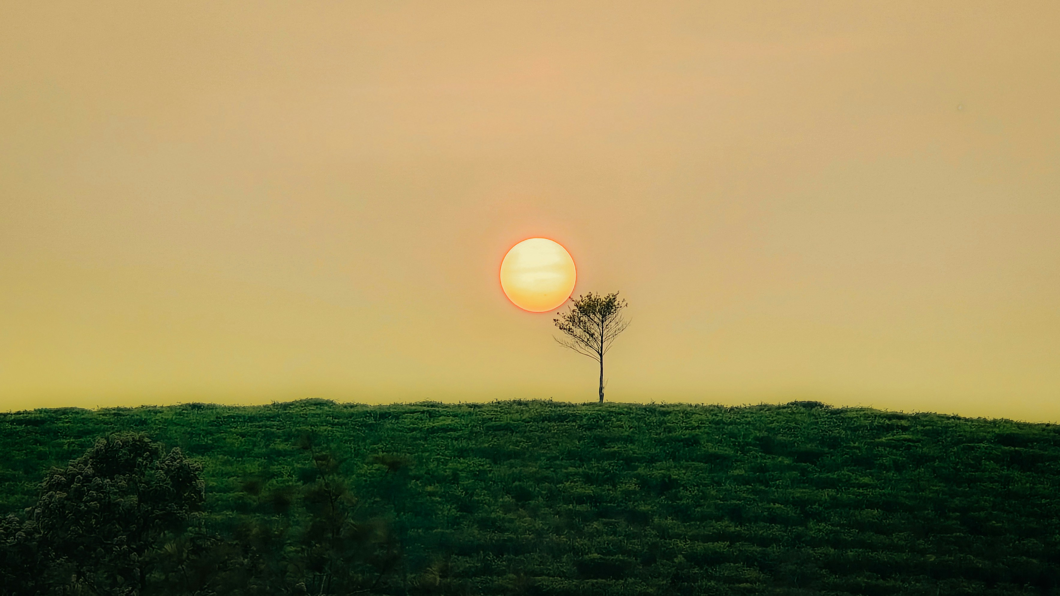 Solitary Branch Amid an Ember Sunset on the Gentle Hill