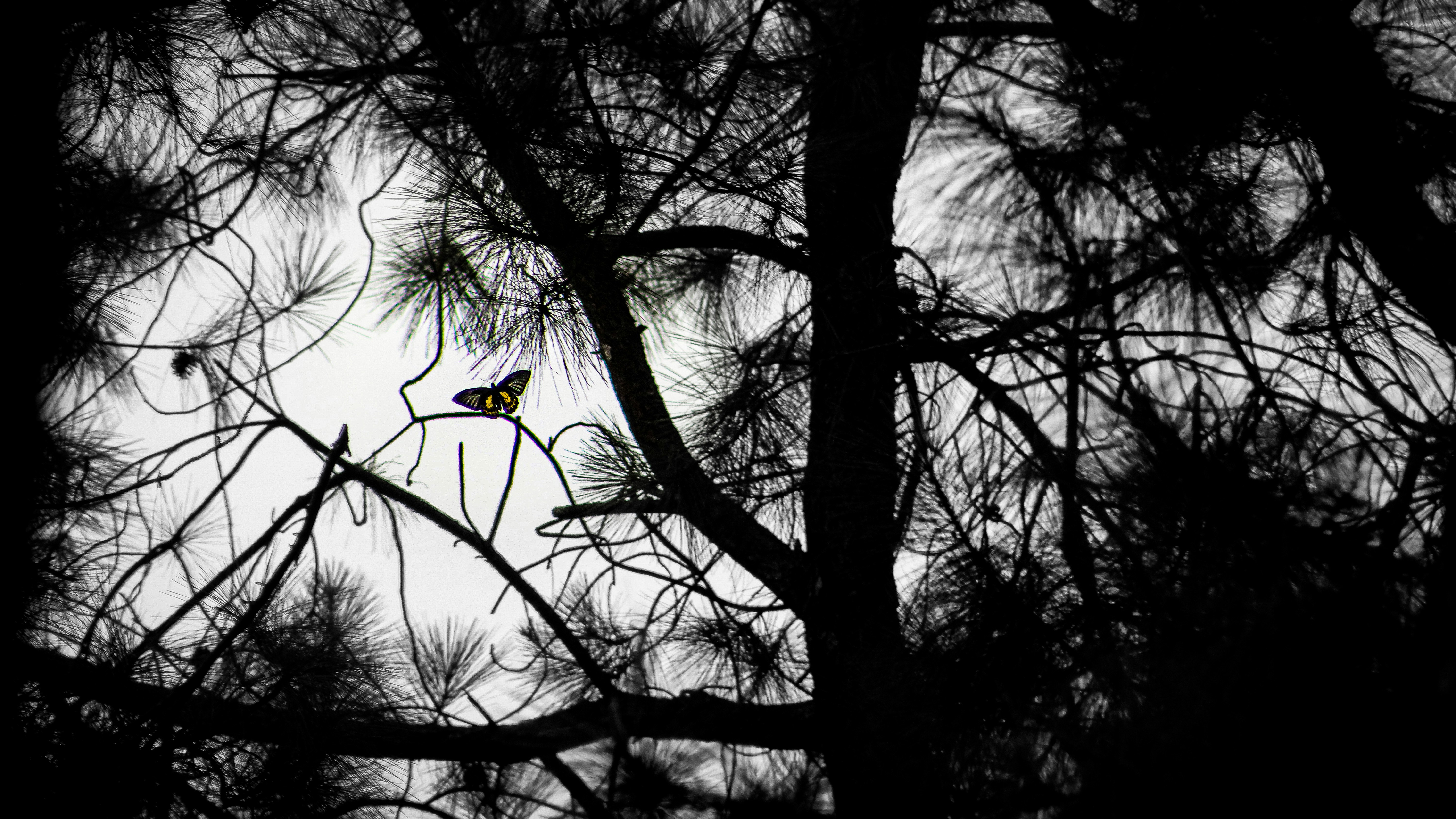 Silhouette Sentinel: A Lone Butterfly Among Branches