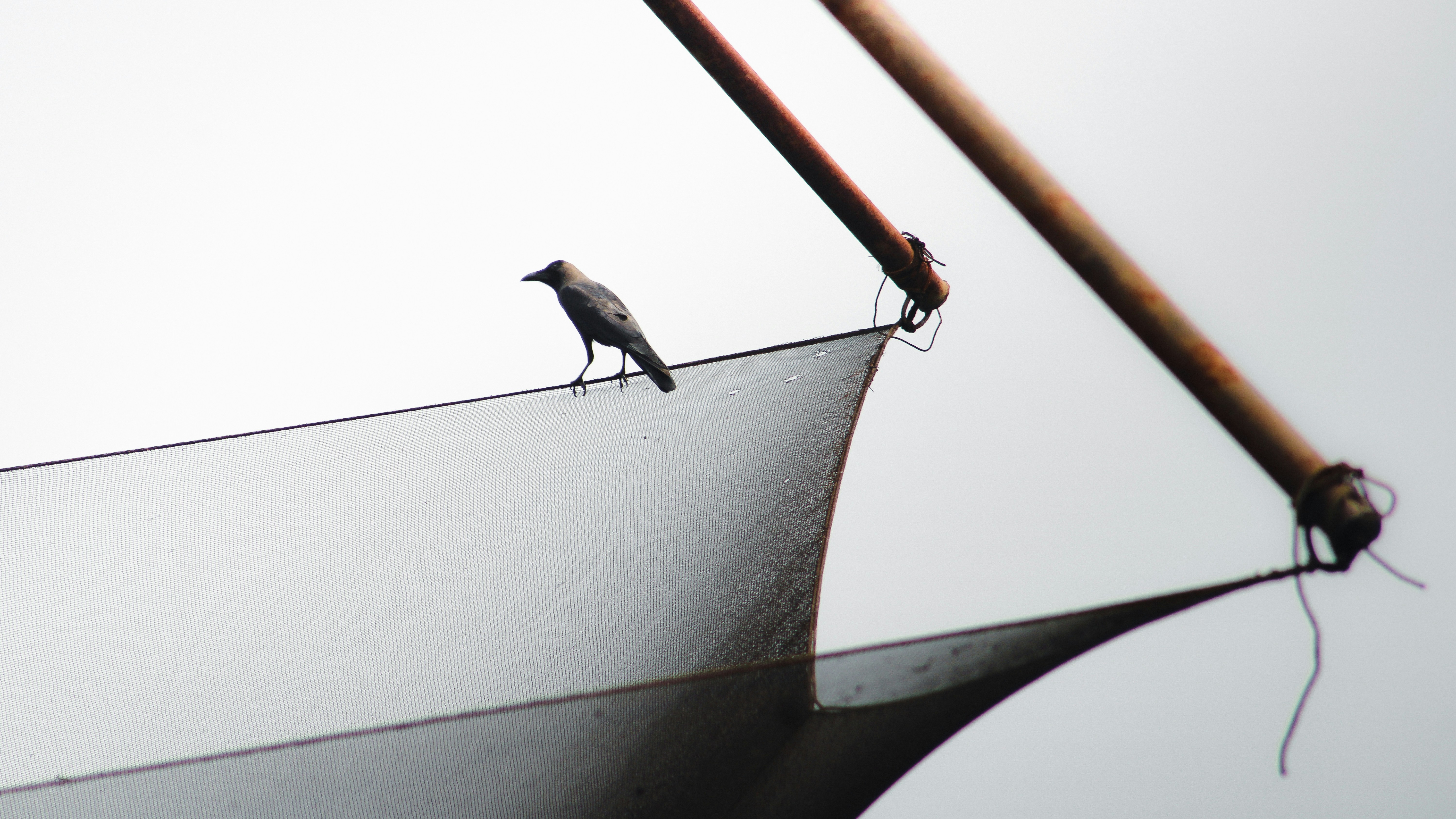 A lone bird balanced on a translucent roof edge
